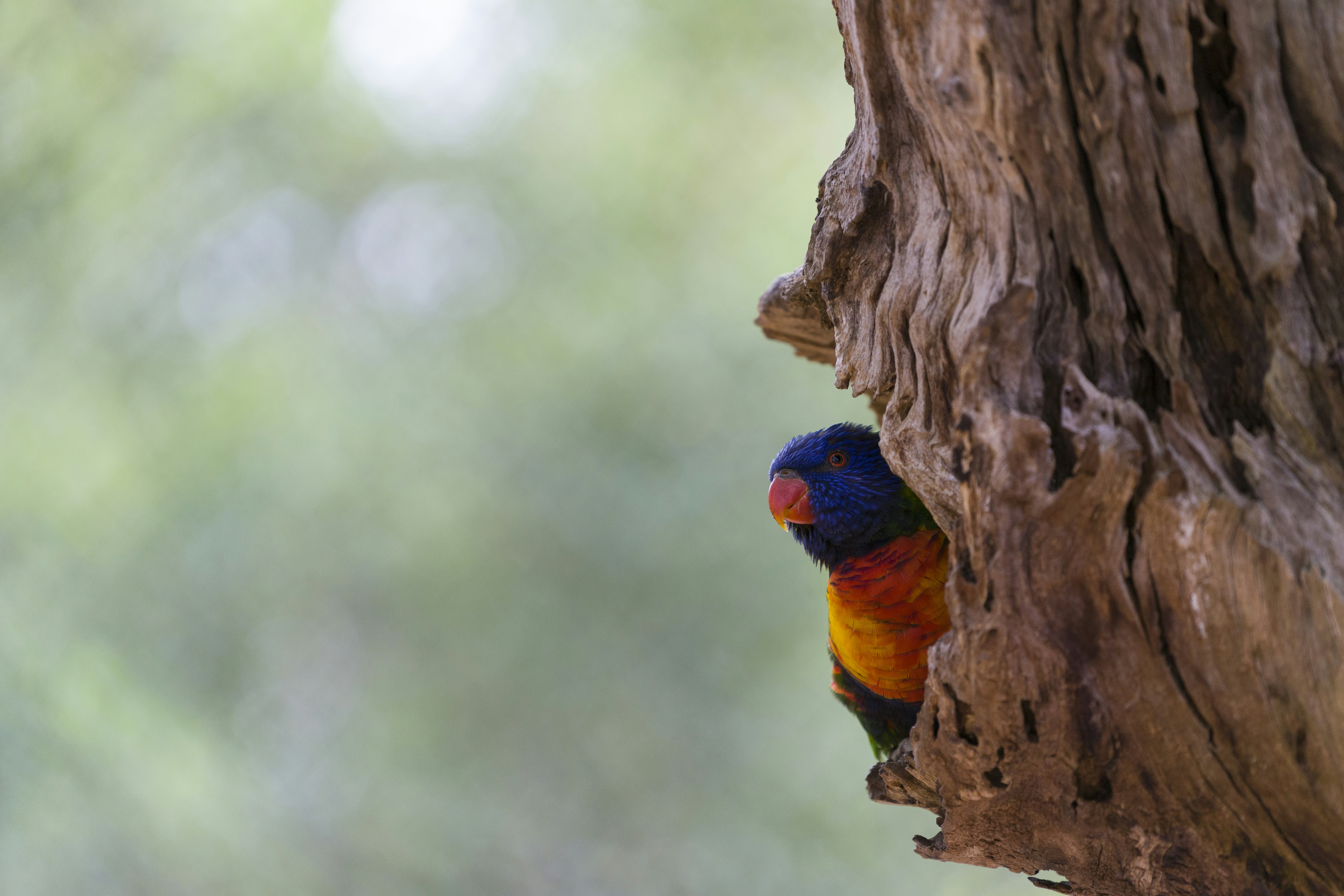 750+ Bird In Tree Pictures | Download Free Images on Unsplash