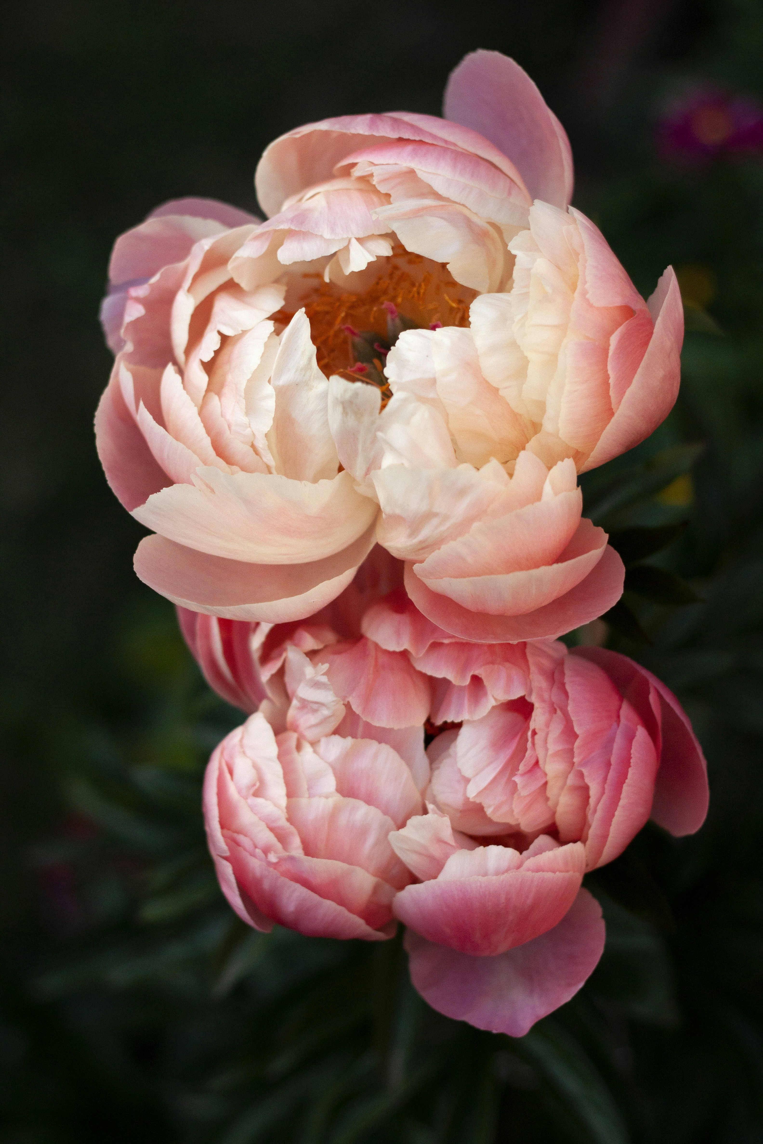 500+ Peony Pictures [HD] | Download Free Images & Stock Photos on Unsplash