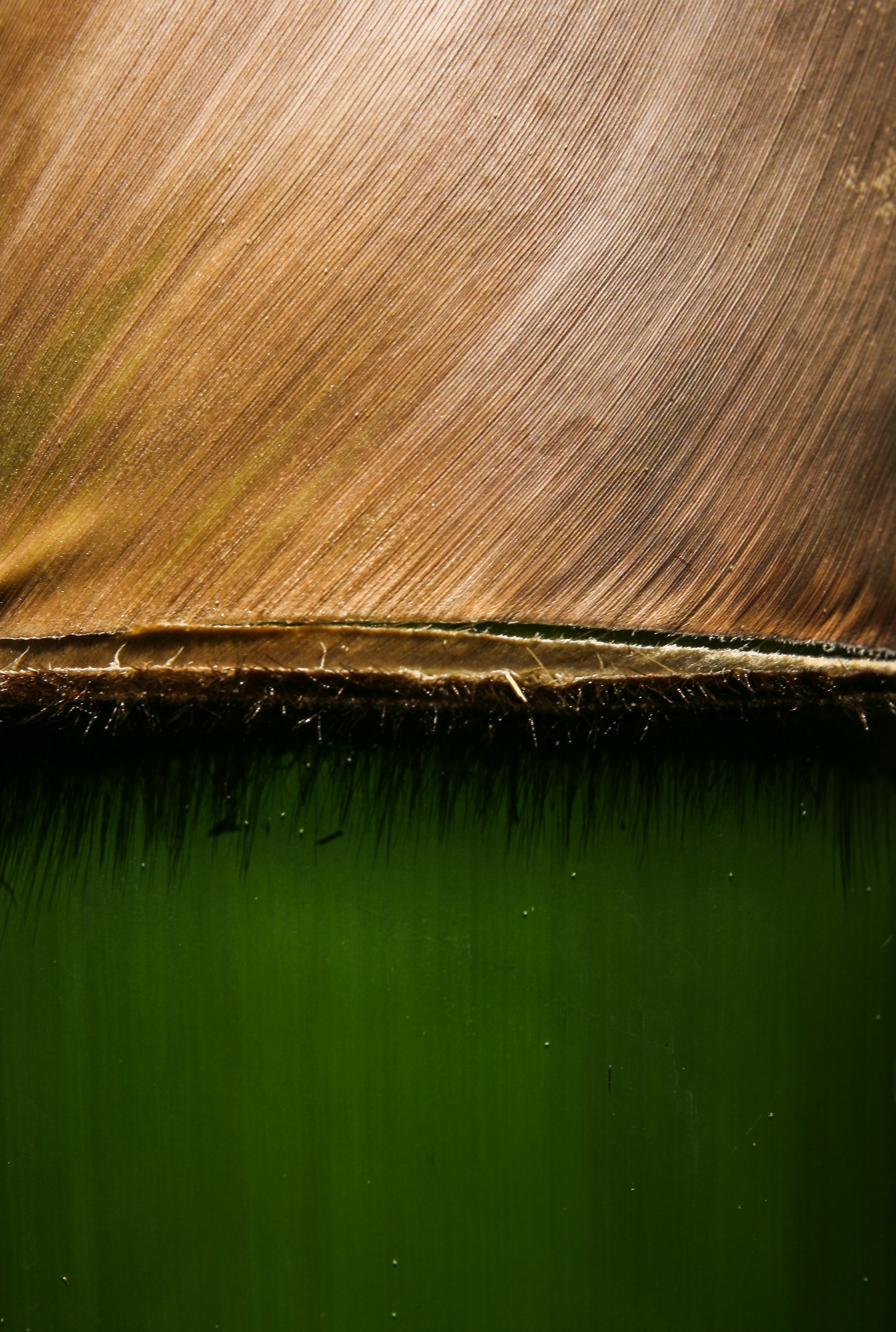 Close-up of a textured leaf edge contrasting with vibrant green foliage below.