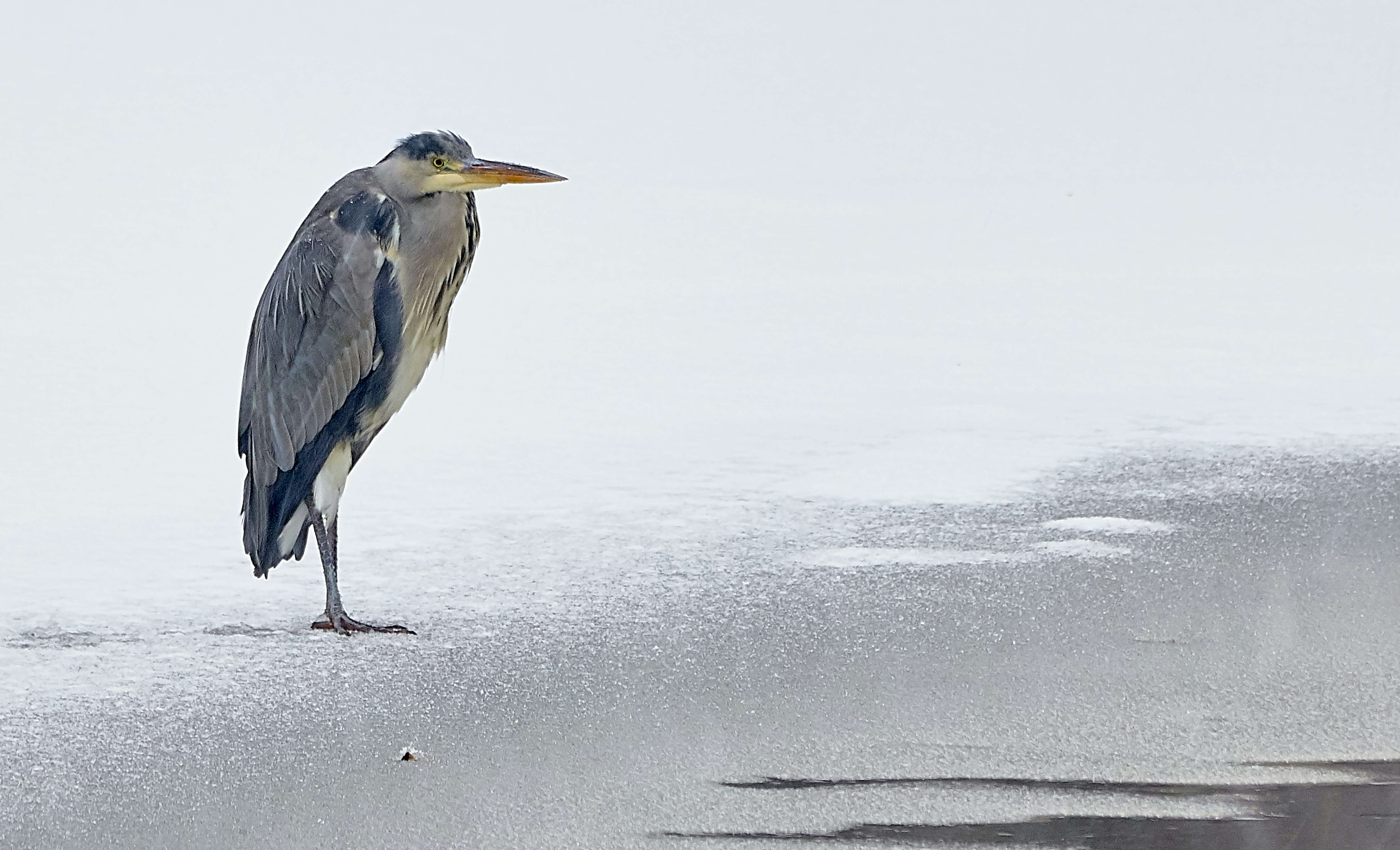 Lonely Heron at the Edge of Melted Shore