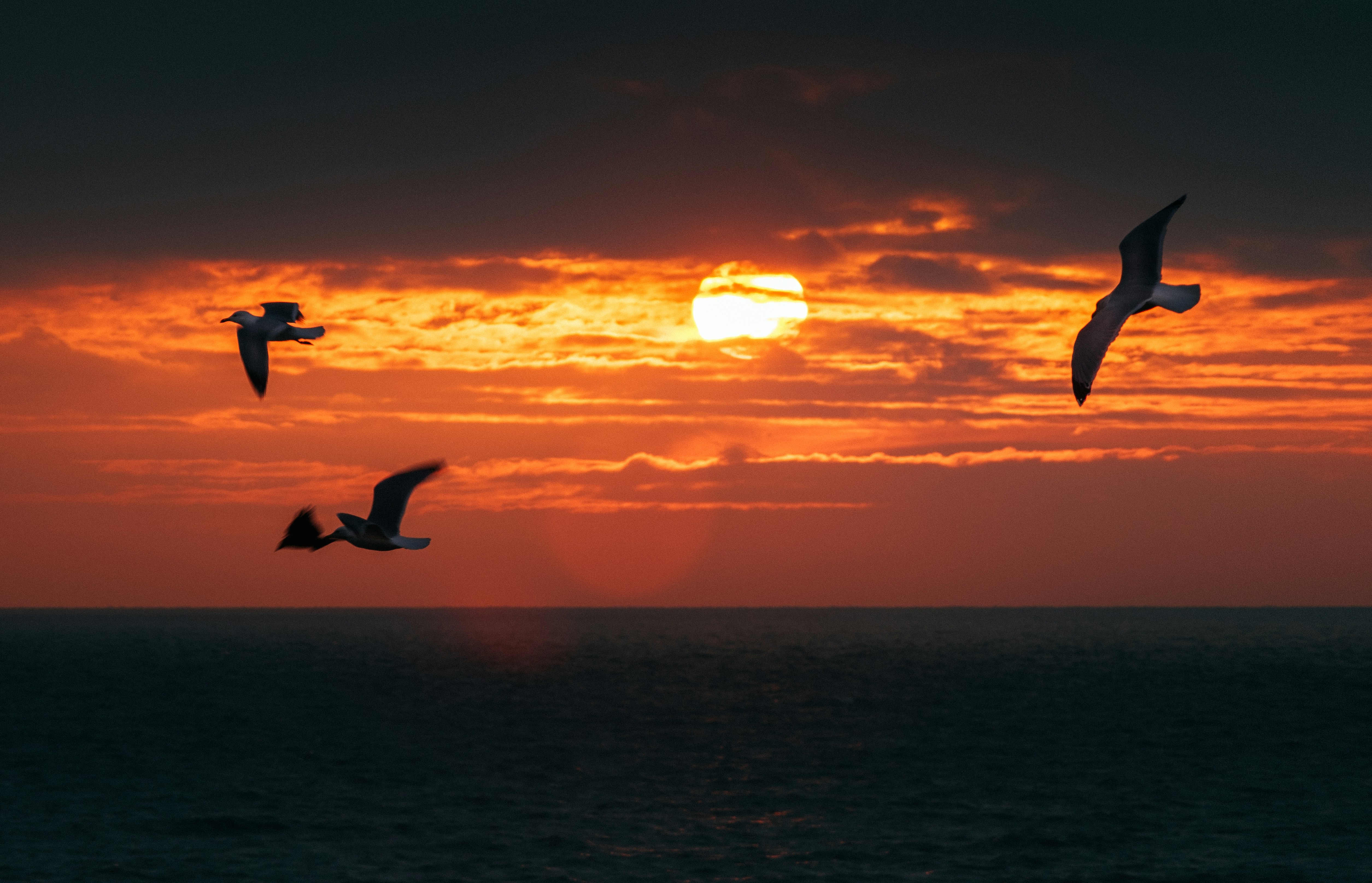 Crimson Horizon: Seabirds in Silhouette at Dusk