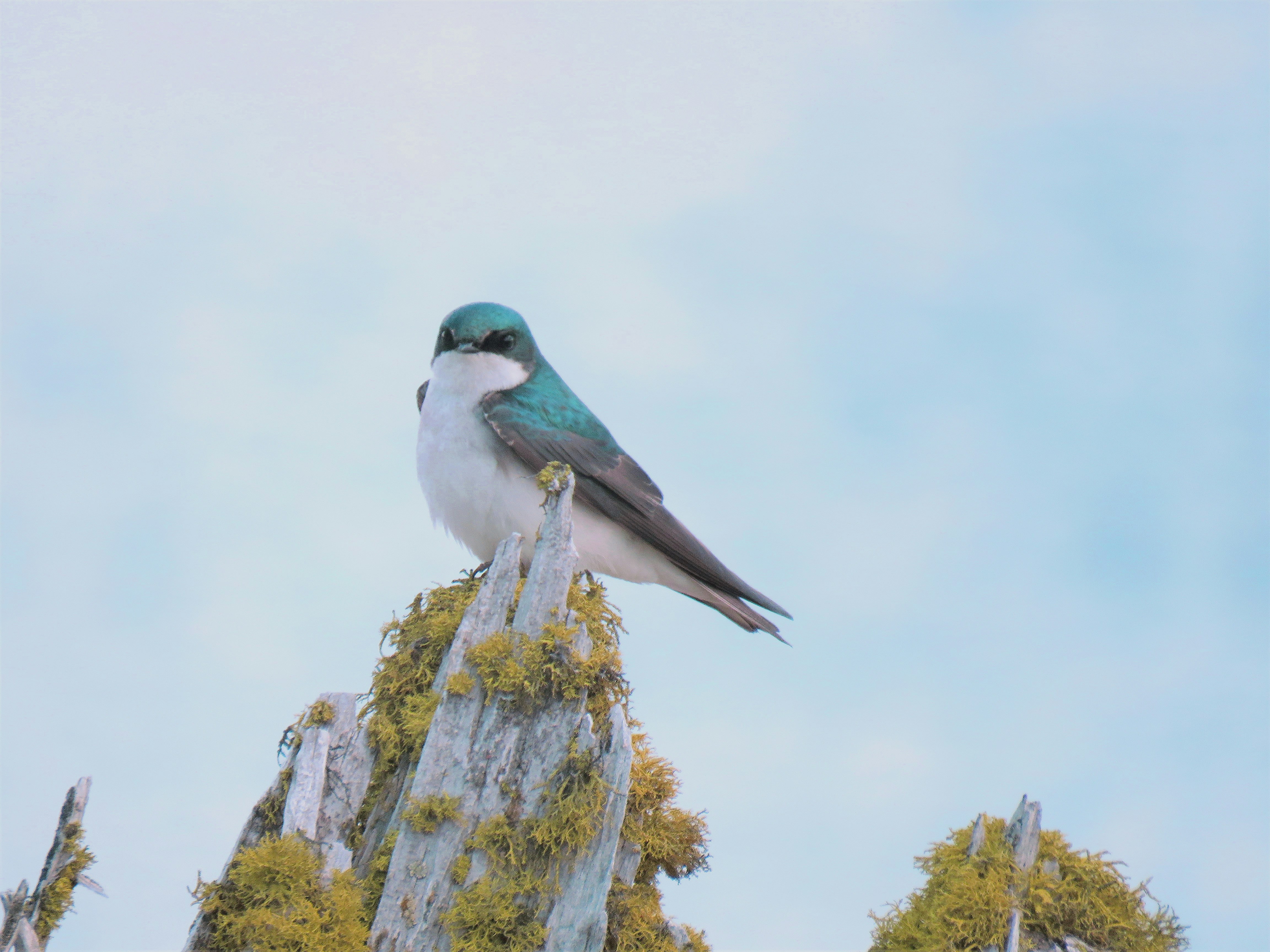 A vibrant swallow perched atop a moss-covered post, gazing into the distance against a soft blue backdrop.