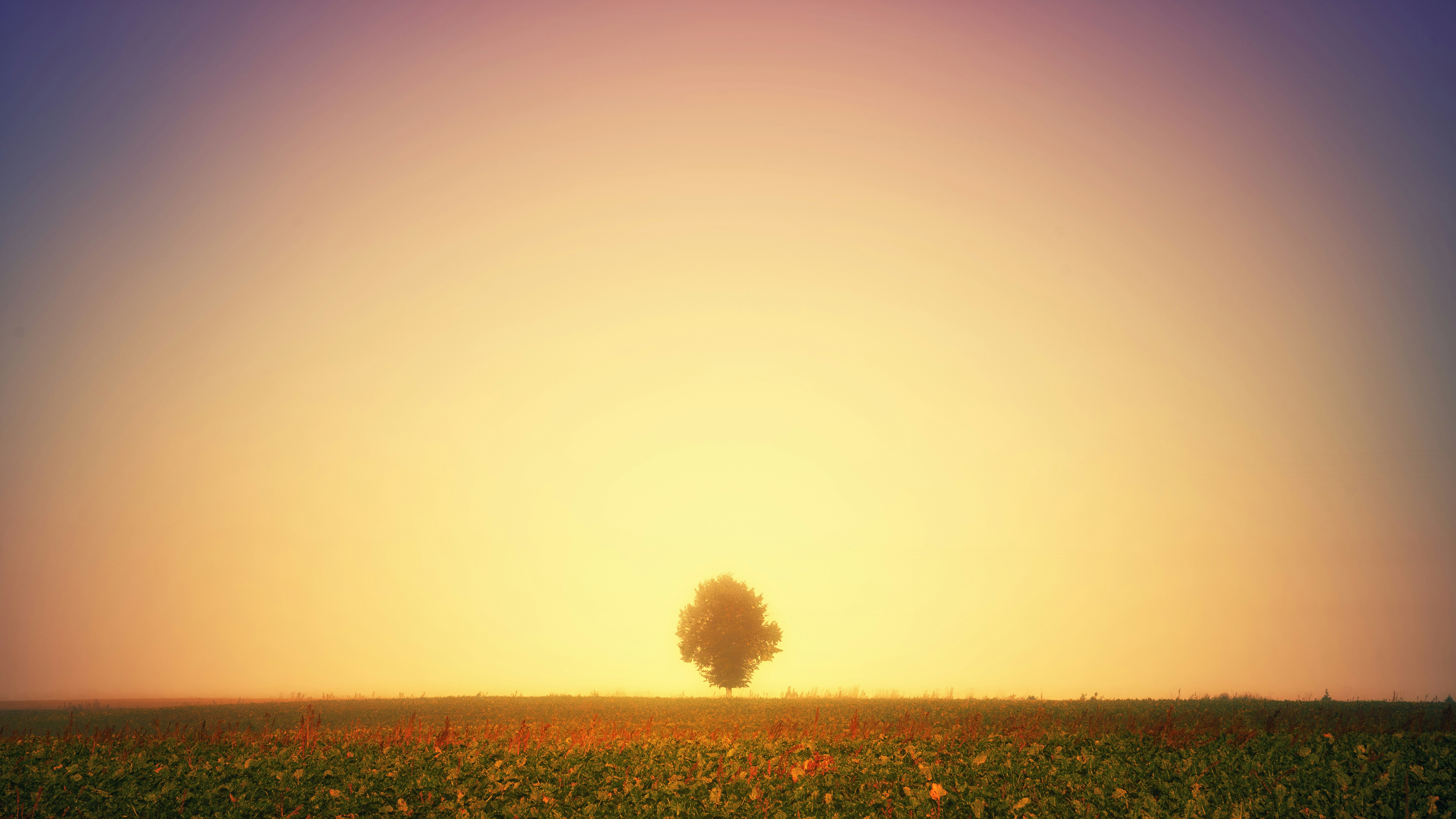 Lonely Tree at Horizon Under a Soft Golden Sky