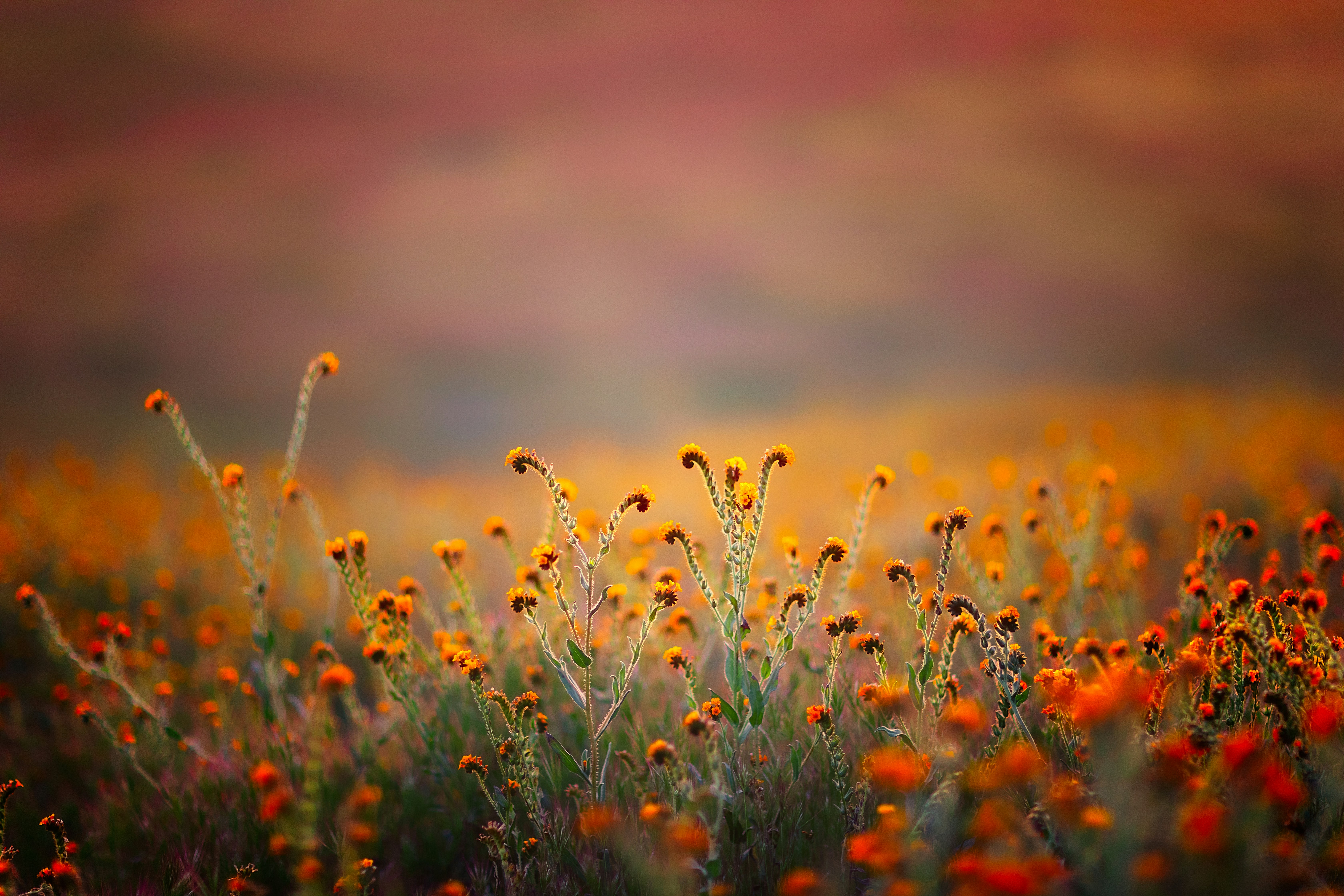 Sample photo from Canon EOS 5D Mark IV