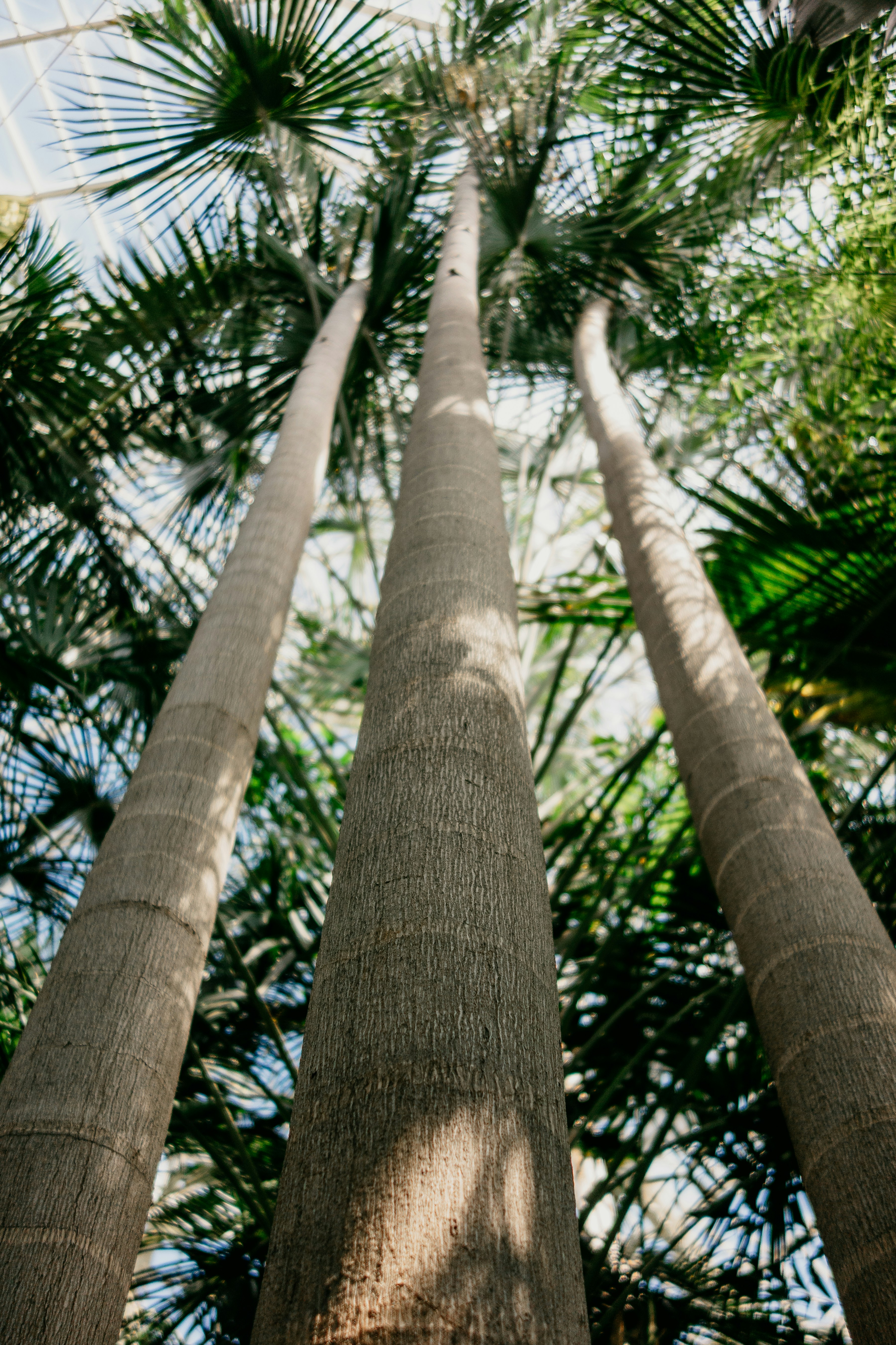 Low-angle photography of trees photo – Free Como park zoo ...