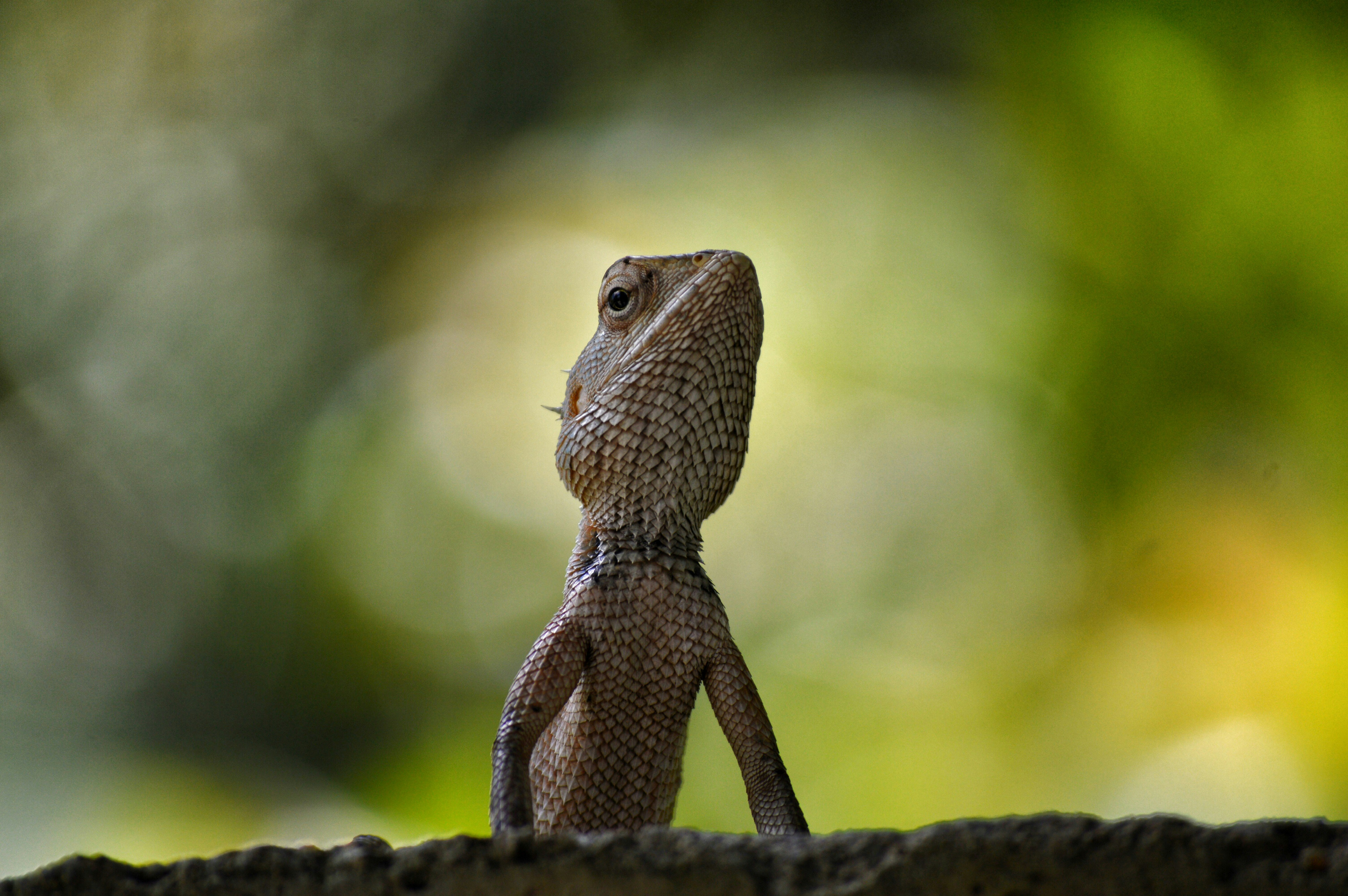 Gecko on the Mossy Verge: a sunlit close-up against emerald bokeh