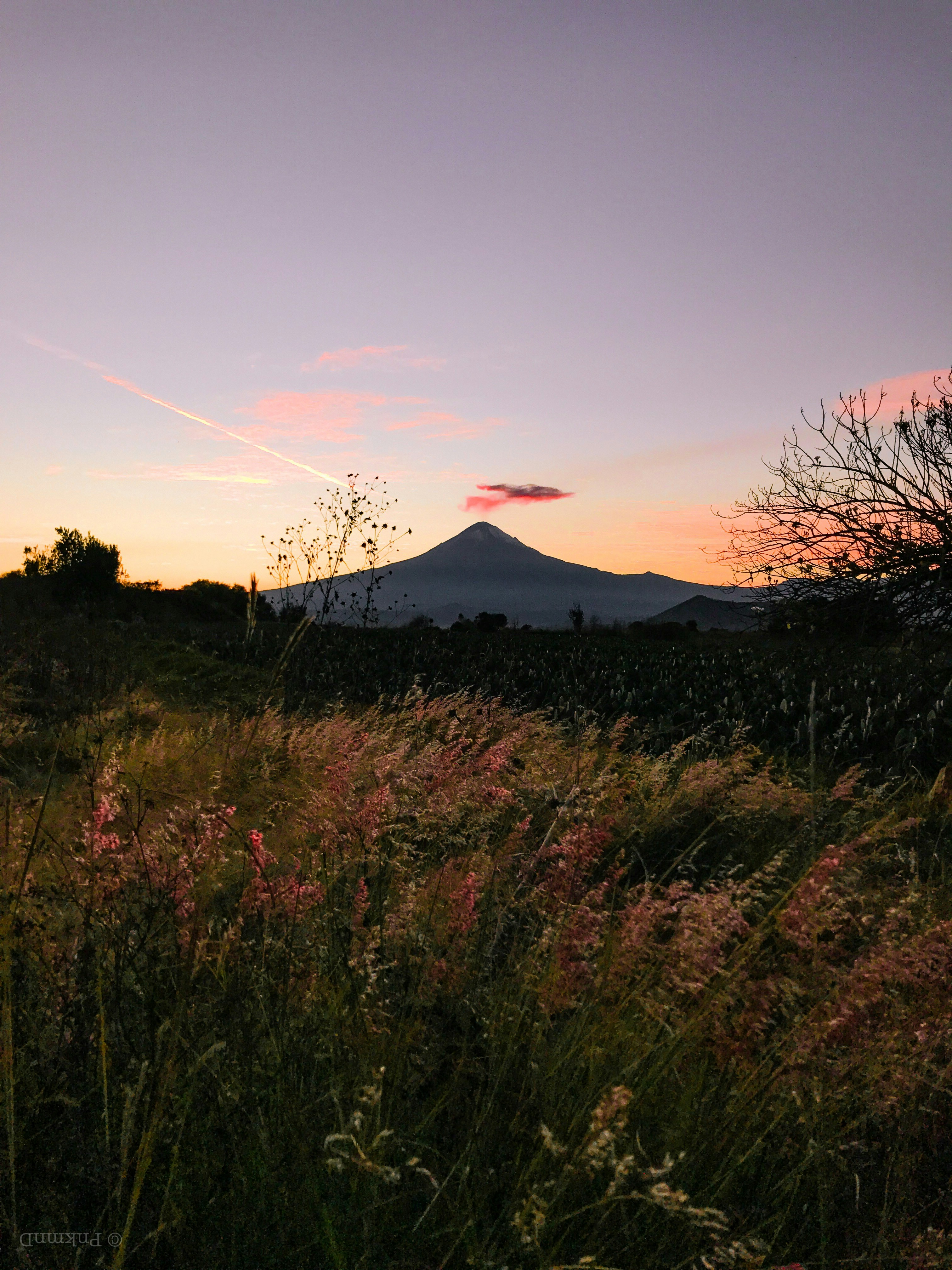 Pink flowers facing volcano photo – Free Nature Image on Unsplash