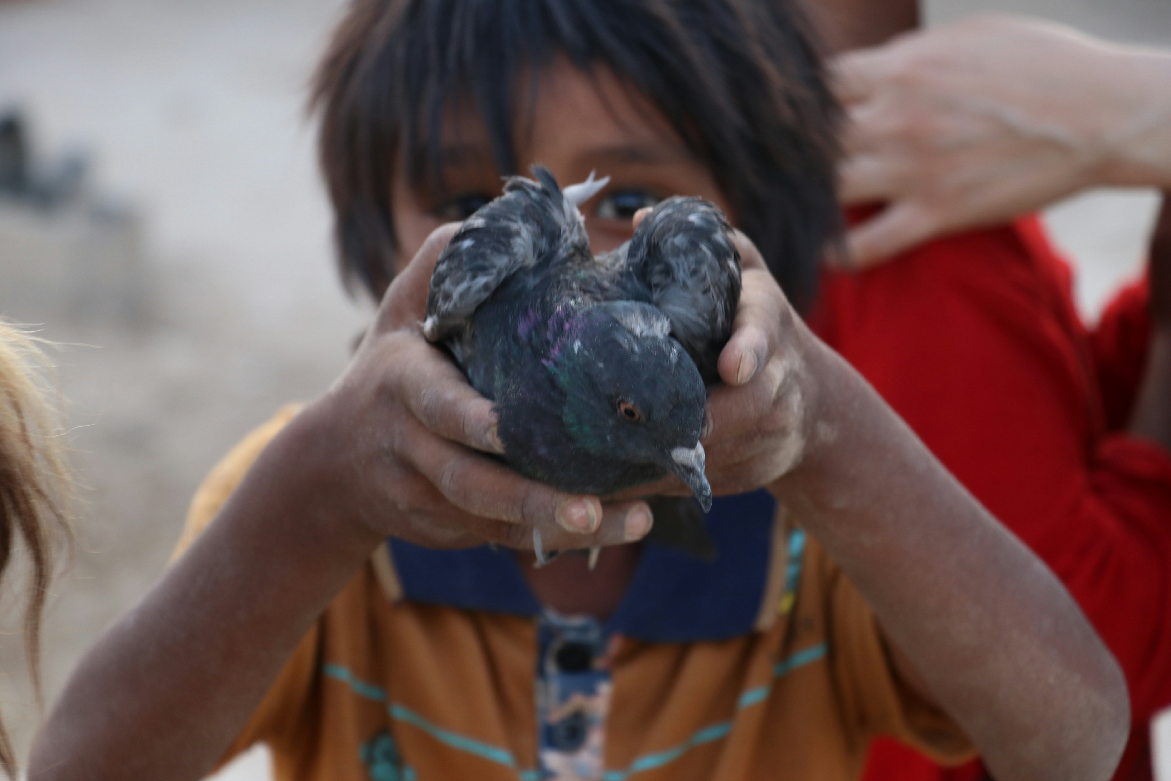 Child Hands Clasp a World: A Pigeon Held Forward in Blur