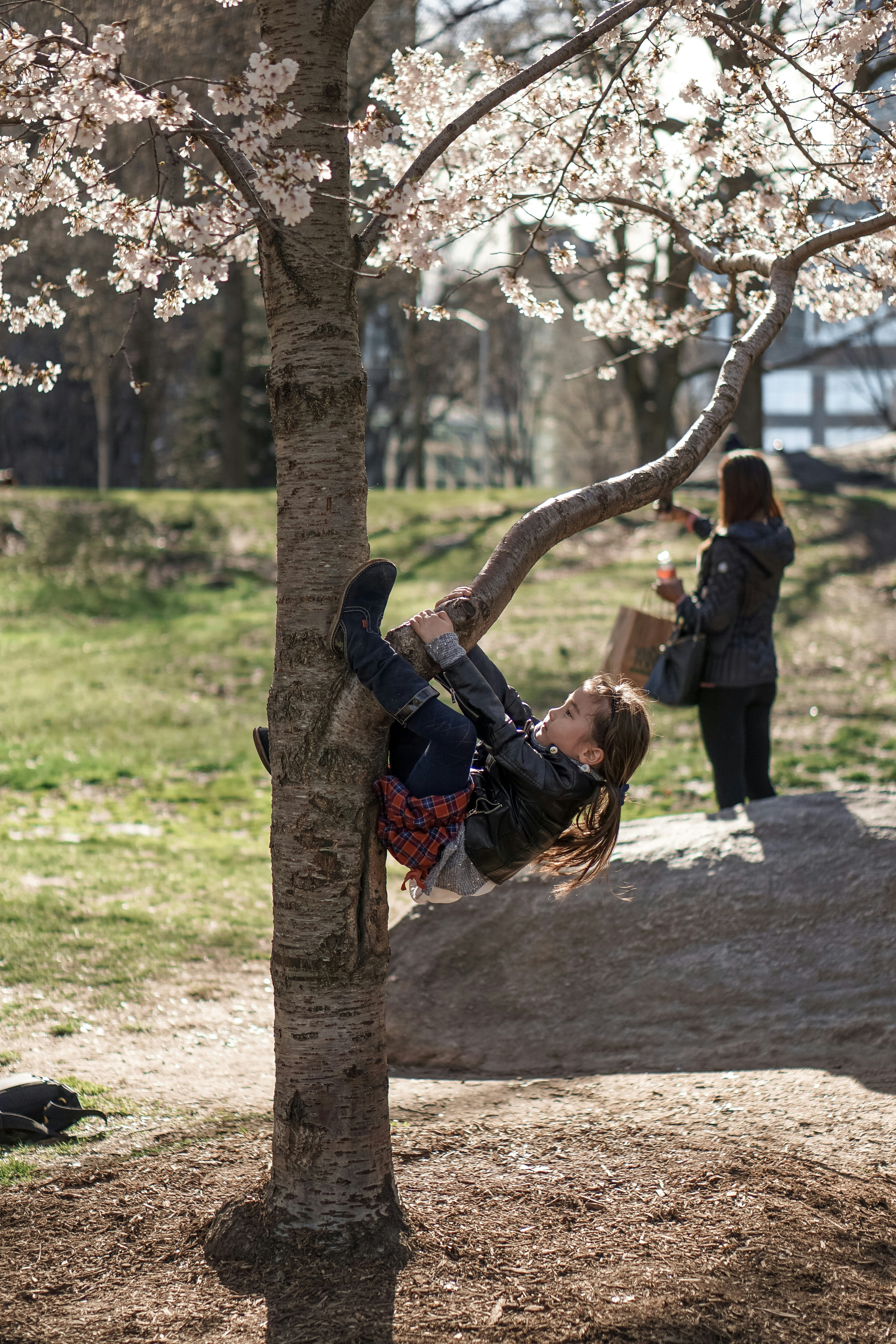Curved Branch, Pink Bloom: A Child's Playful Climb