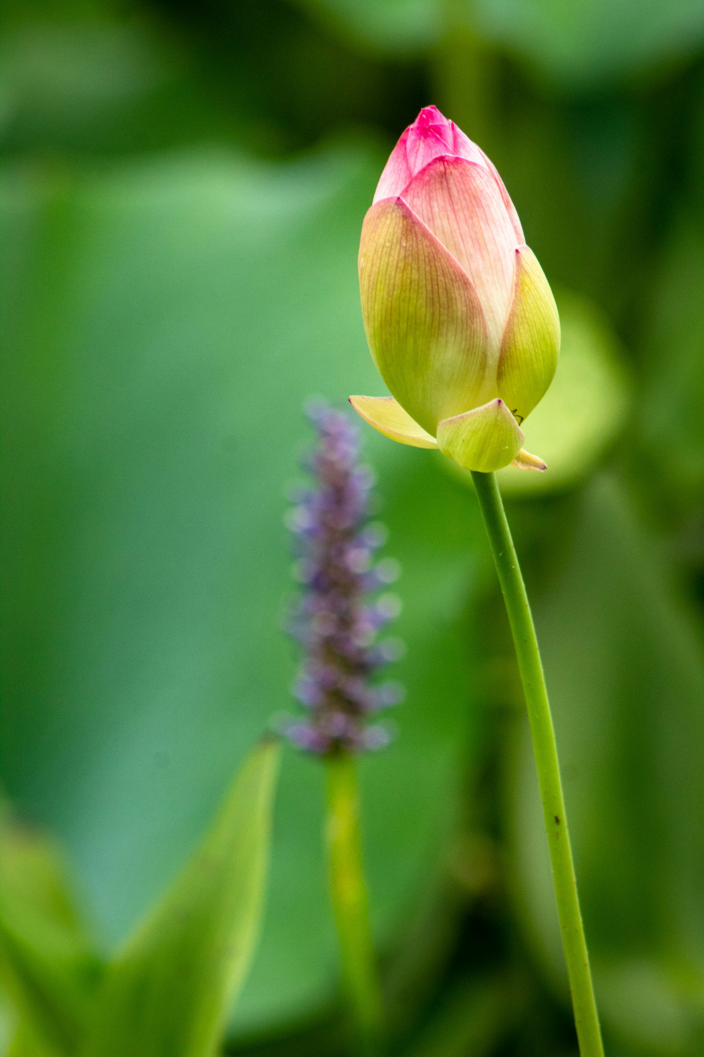 Close-Up of a Bud Amid Green Blur: Pink Lotus Emerges Above a Stalk