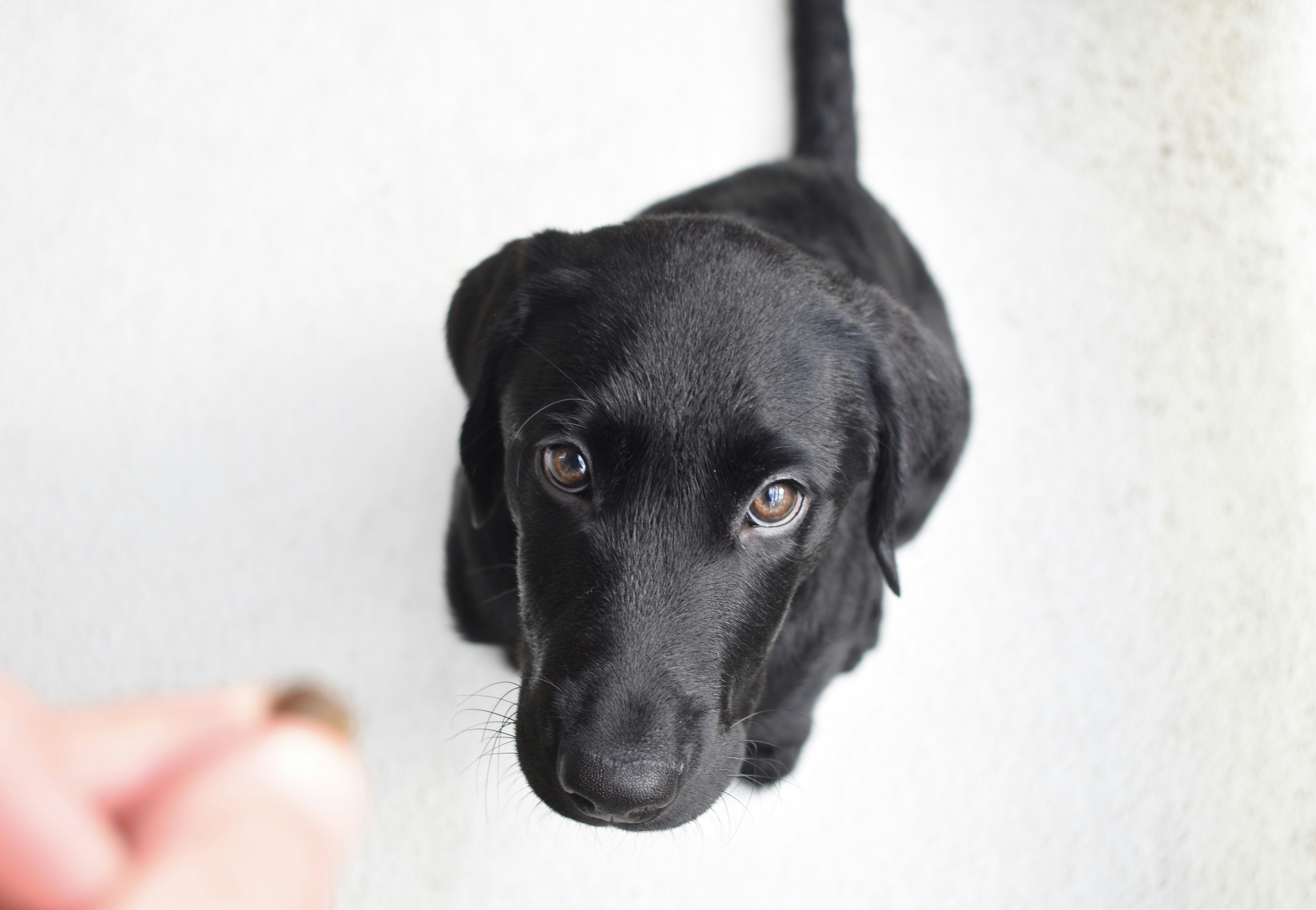 Close-Up Gaze: A Black Dog Looking Up from a Pale Surface