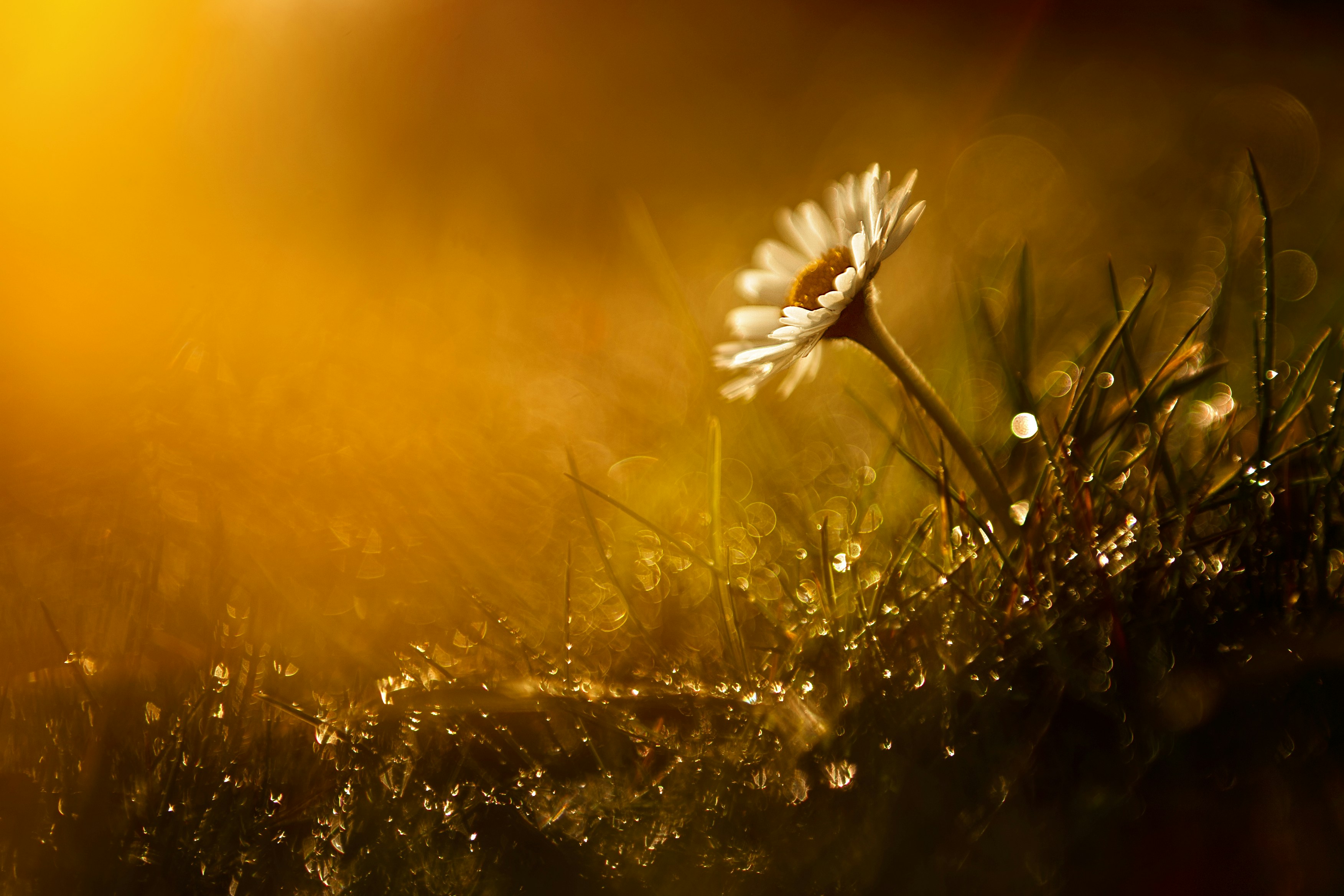 A delicate daisy stands tall amidst glistening grass, illuminated by the warm glow of dawn. Dewdrops sparkle like jewels in the soft light.