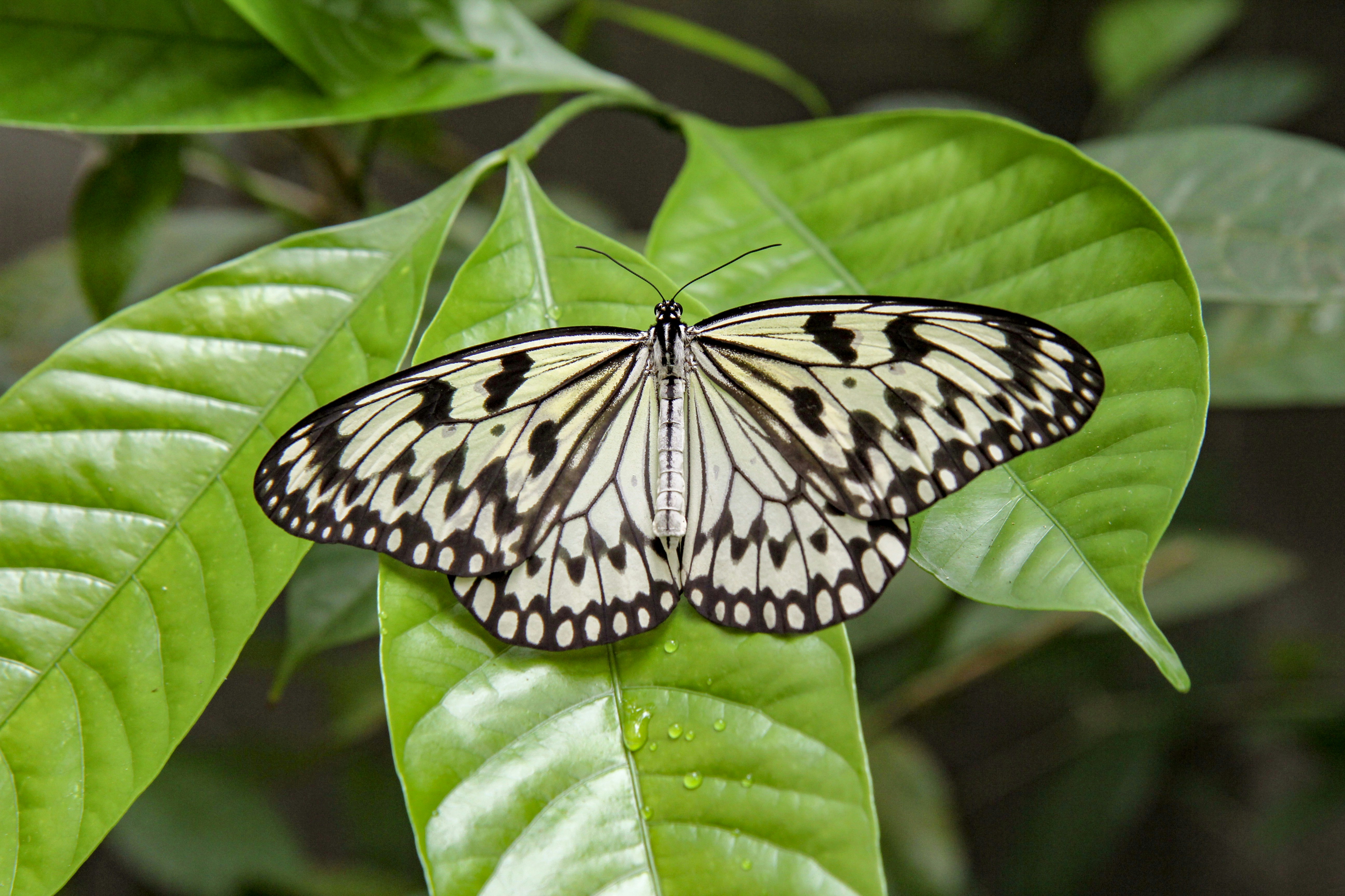 white and black butterfly on green leafrigel