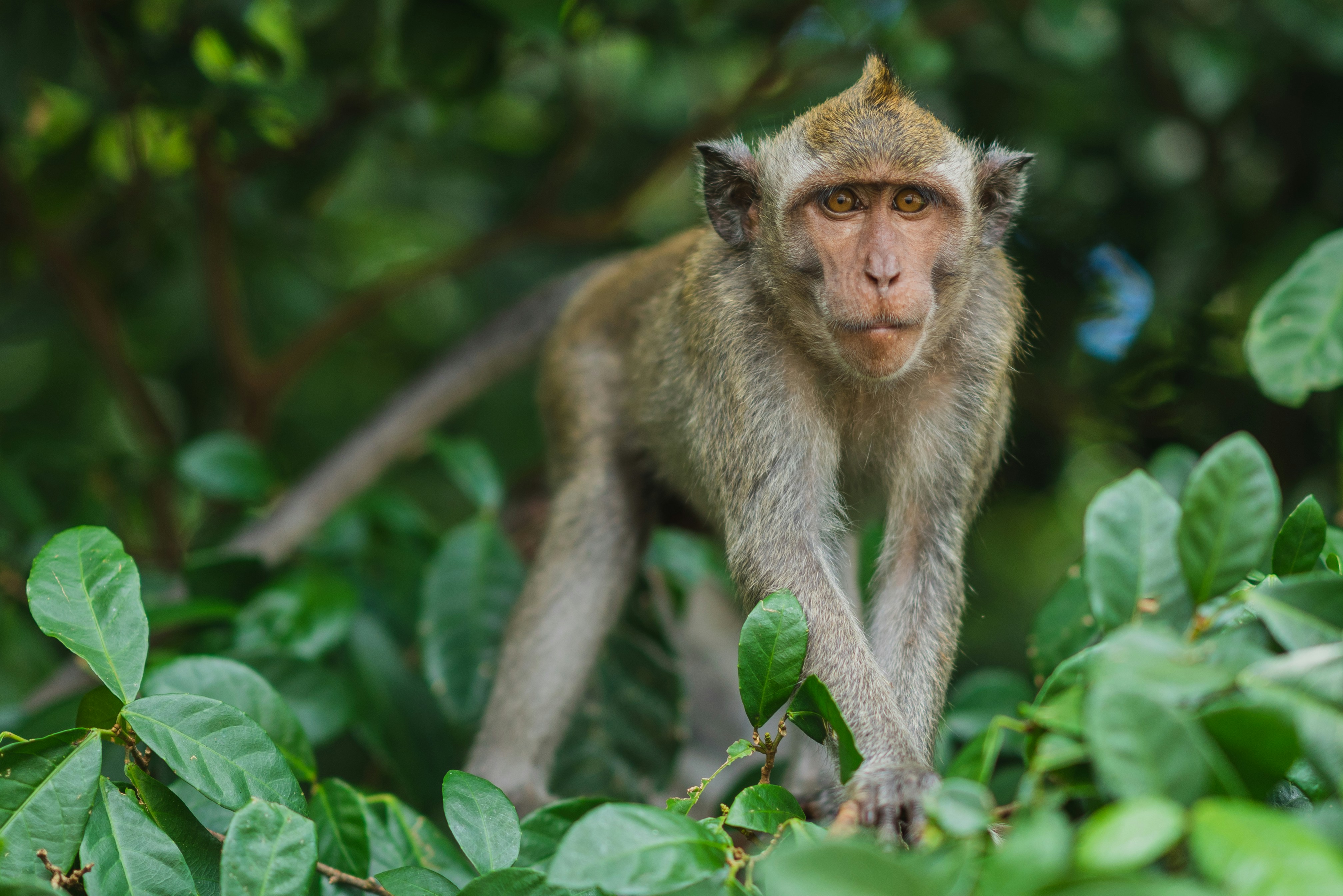 Gray monkey on gree plant photo – Free Animal Image on Unsplash