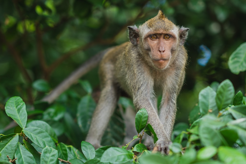 Female monkeys live longer with female friends: Study