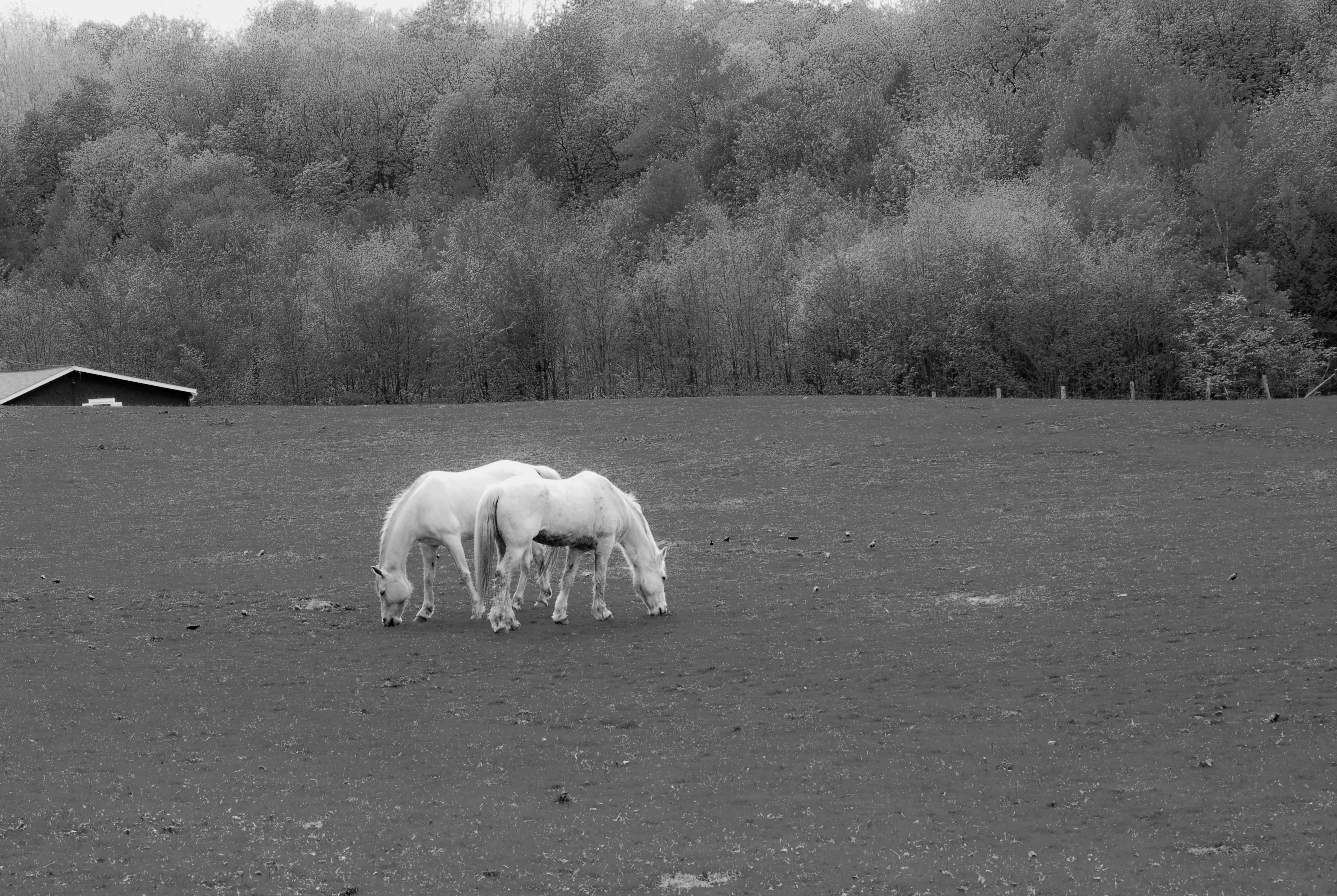 Pasture duet: two white horses graze beneath a tree-lined horizon