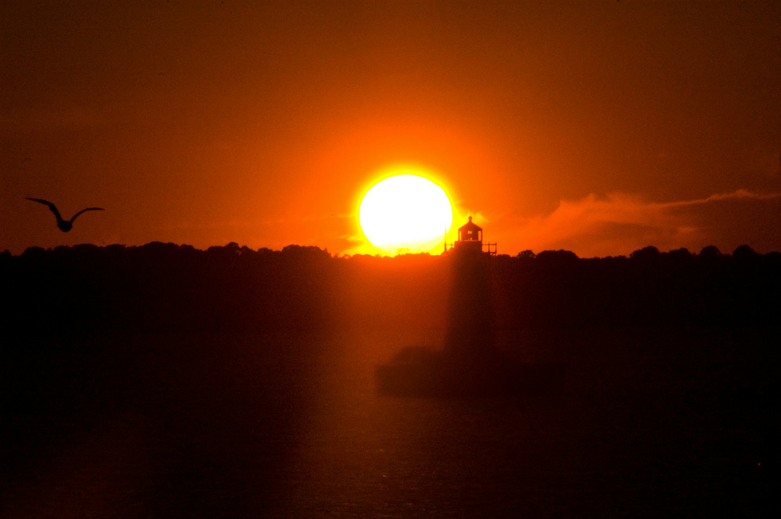 Birds Sunset Pictures | Download Free Images on Unsplash