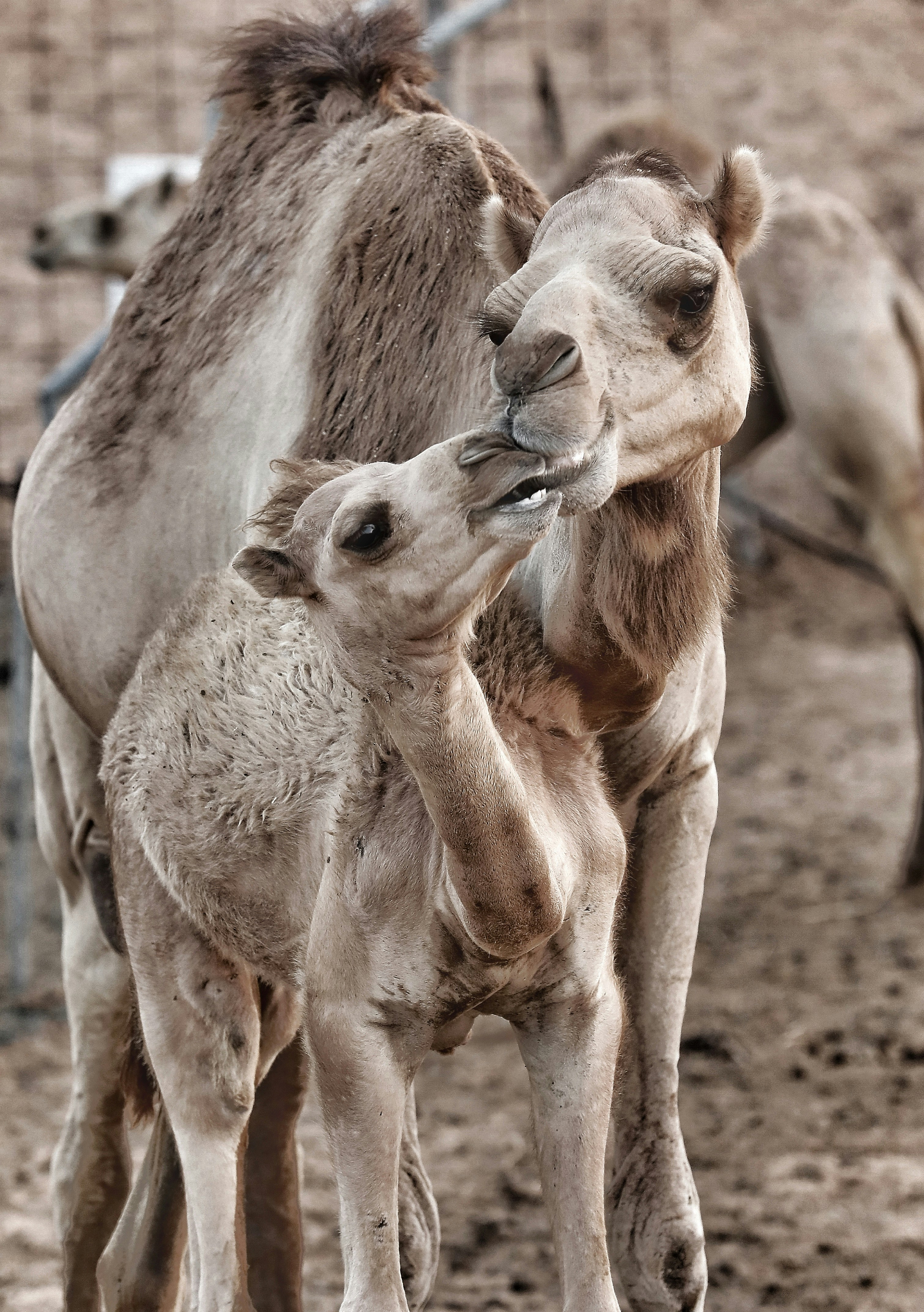 Two young camels share a gentle bond in a dusty herd