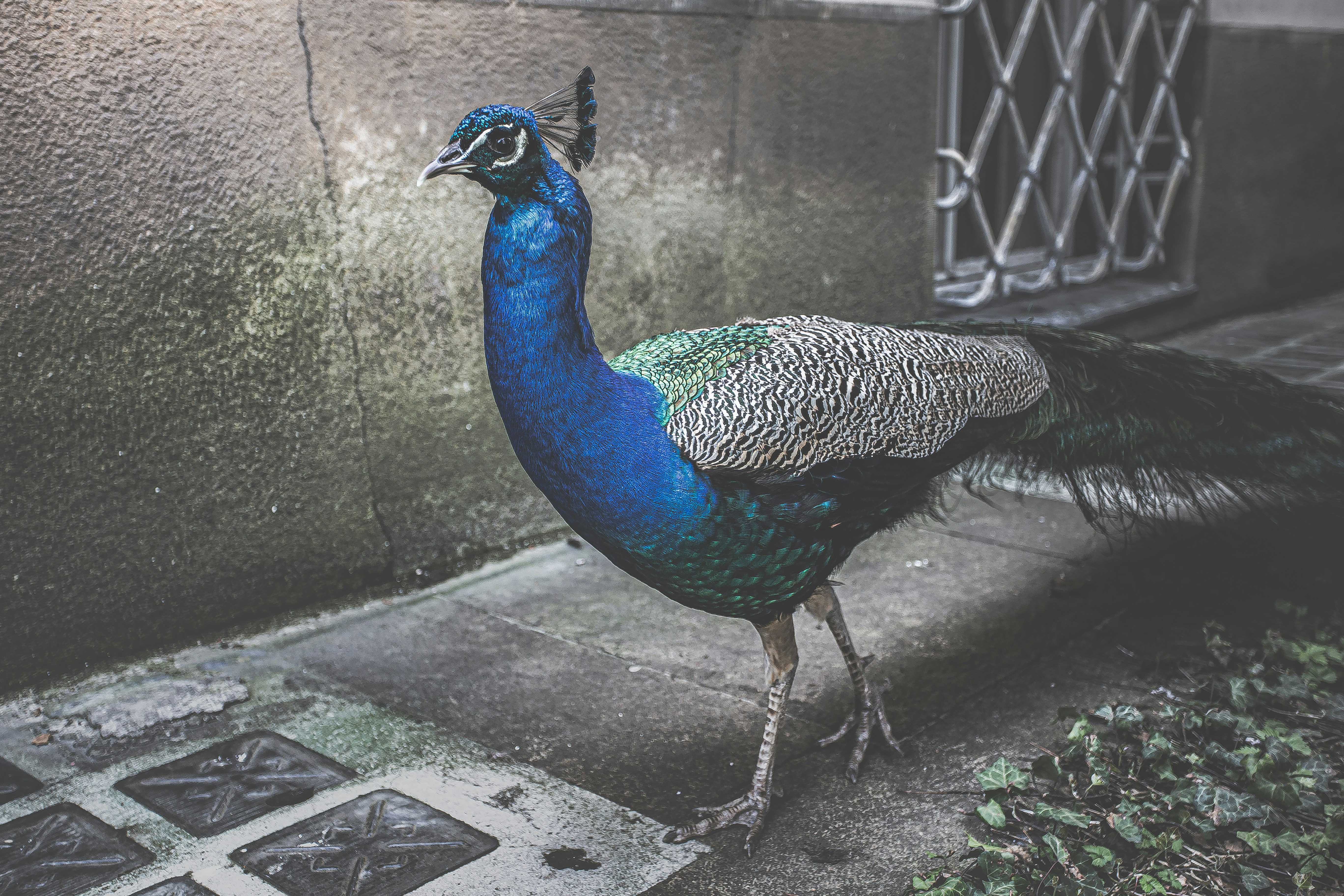 Neon-Blue Peacock in an Urban Alcove