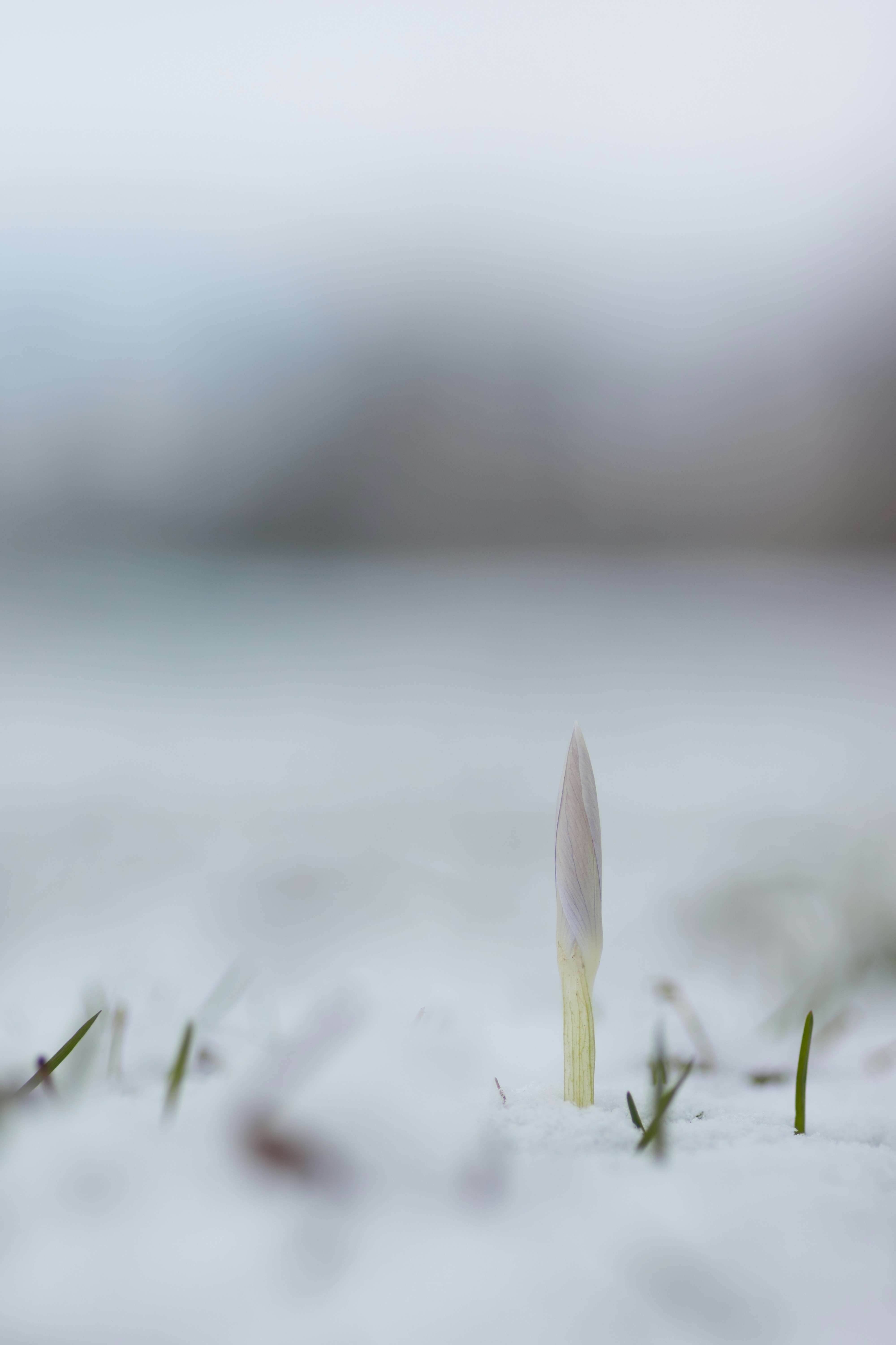 A Lone Snow Sprout Breaking the Winter Hush