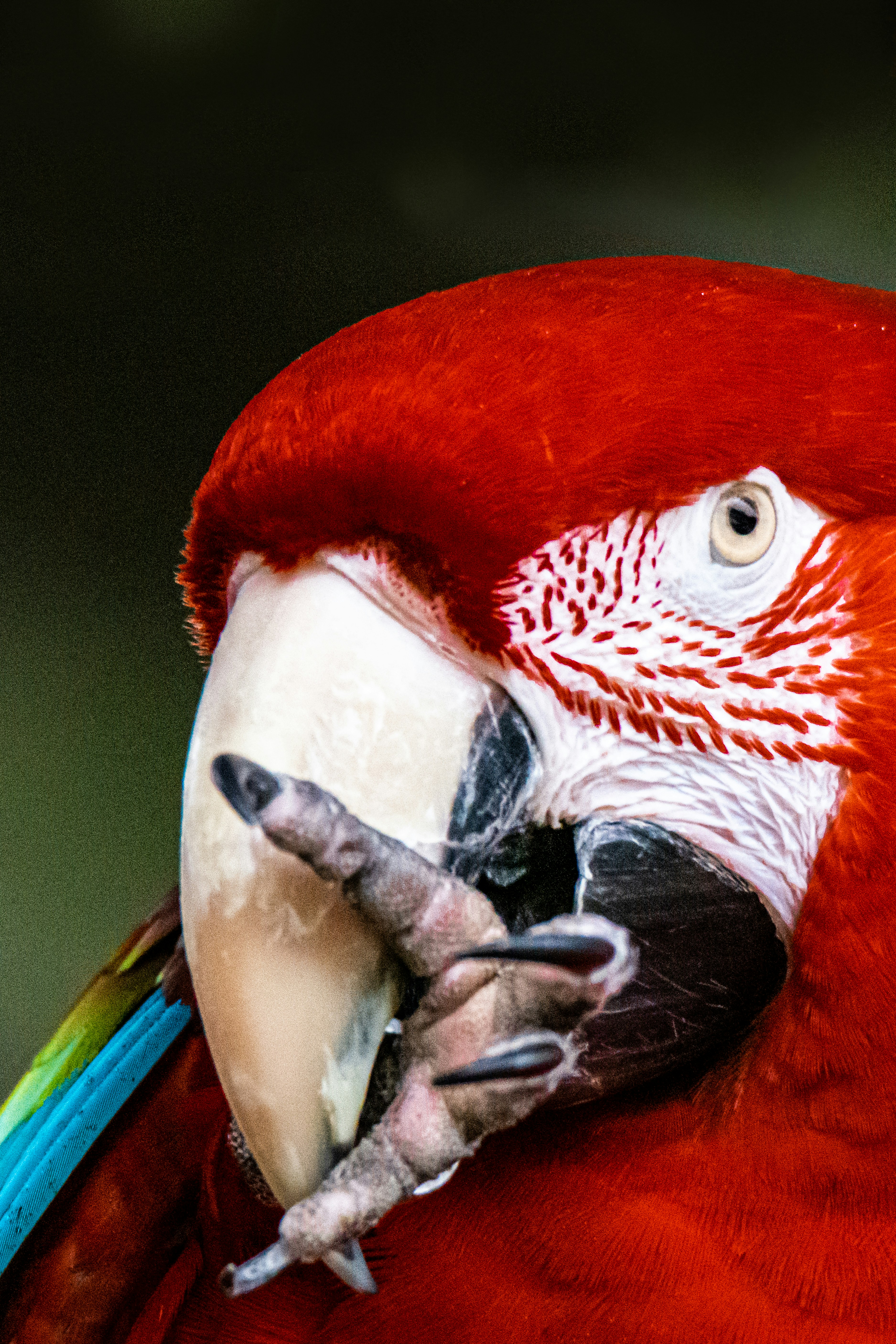 A photo of a cheeky bright red macaw parrot's head, as he takes hold of his foot in his mouth, chewing it as he stares into the camera. His claws tightly clenched in his strong beak.