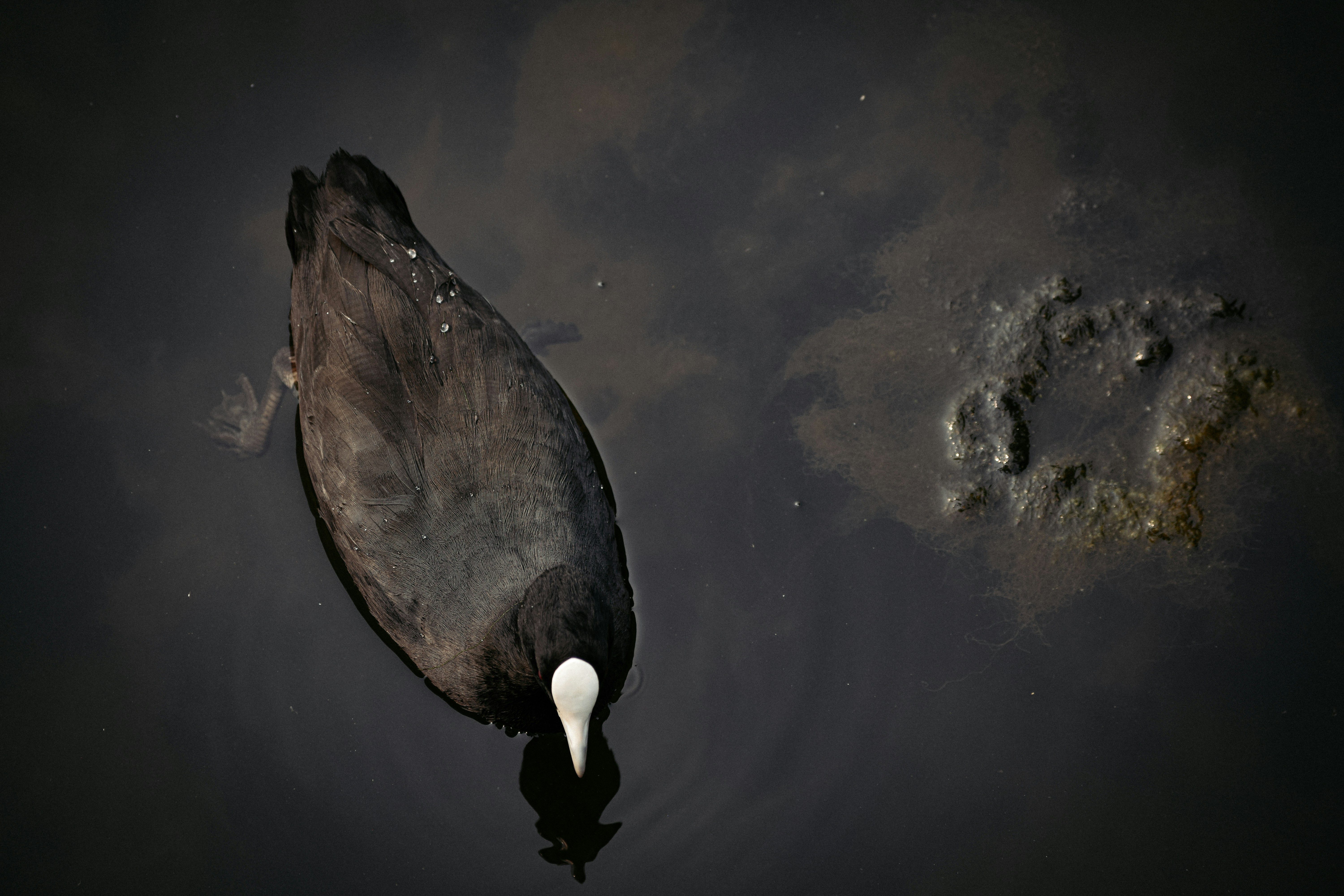 Top-Down Quiet Drift: White-Beaked Coot on a Velvet Pond