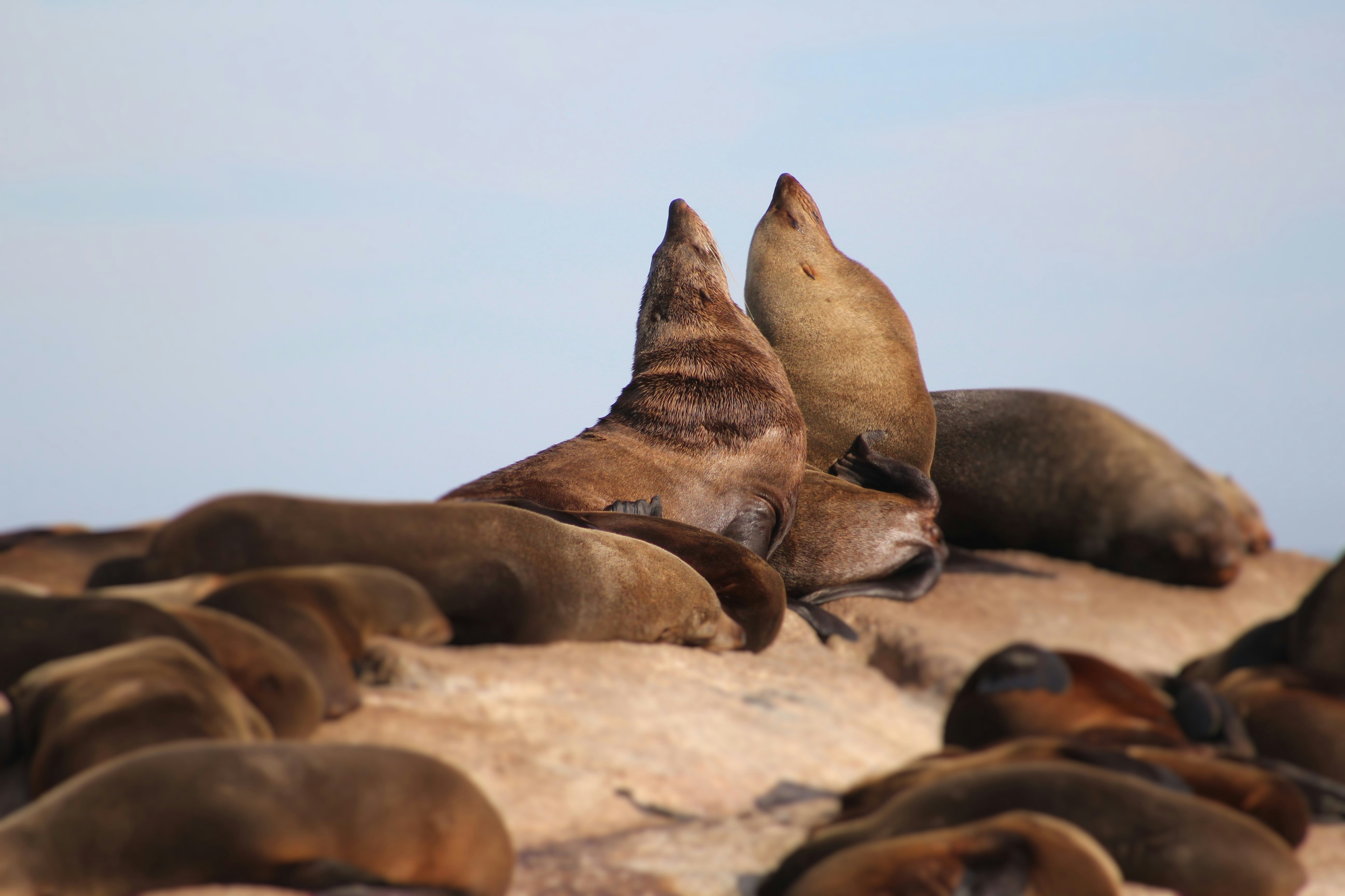 A group of sea lions lounging on a rocky surface, some with heads raised, enjoying the sun. The scene captures their relaxed demeanor and social interaction.