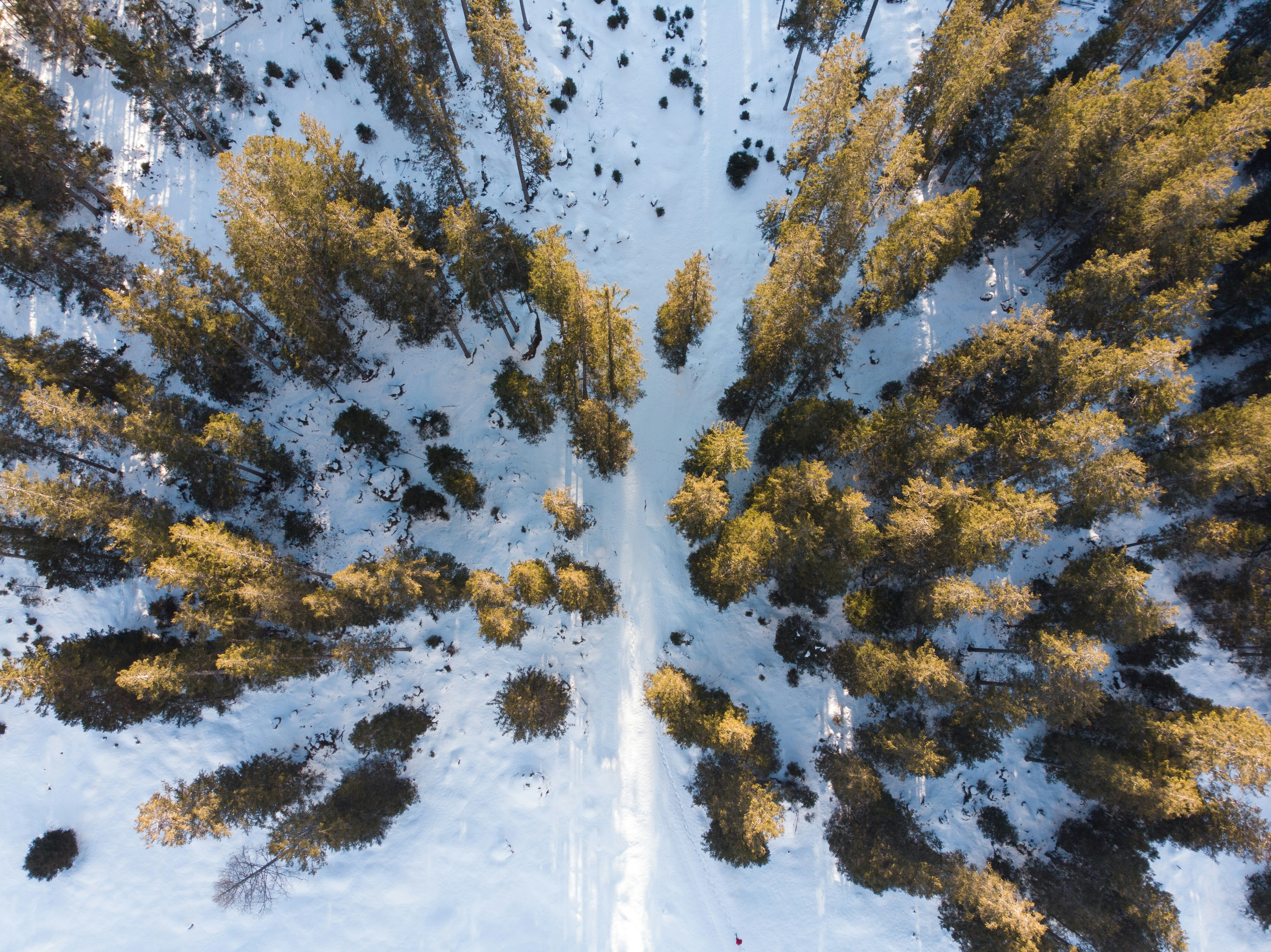 Aerial view of trees on snowfield photo – Free Oeschinensee Image on ...