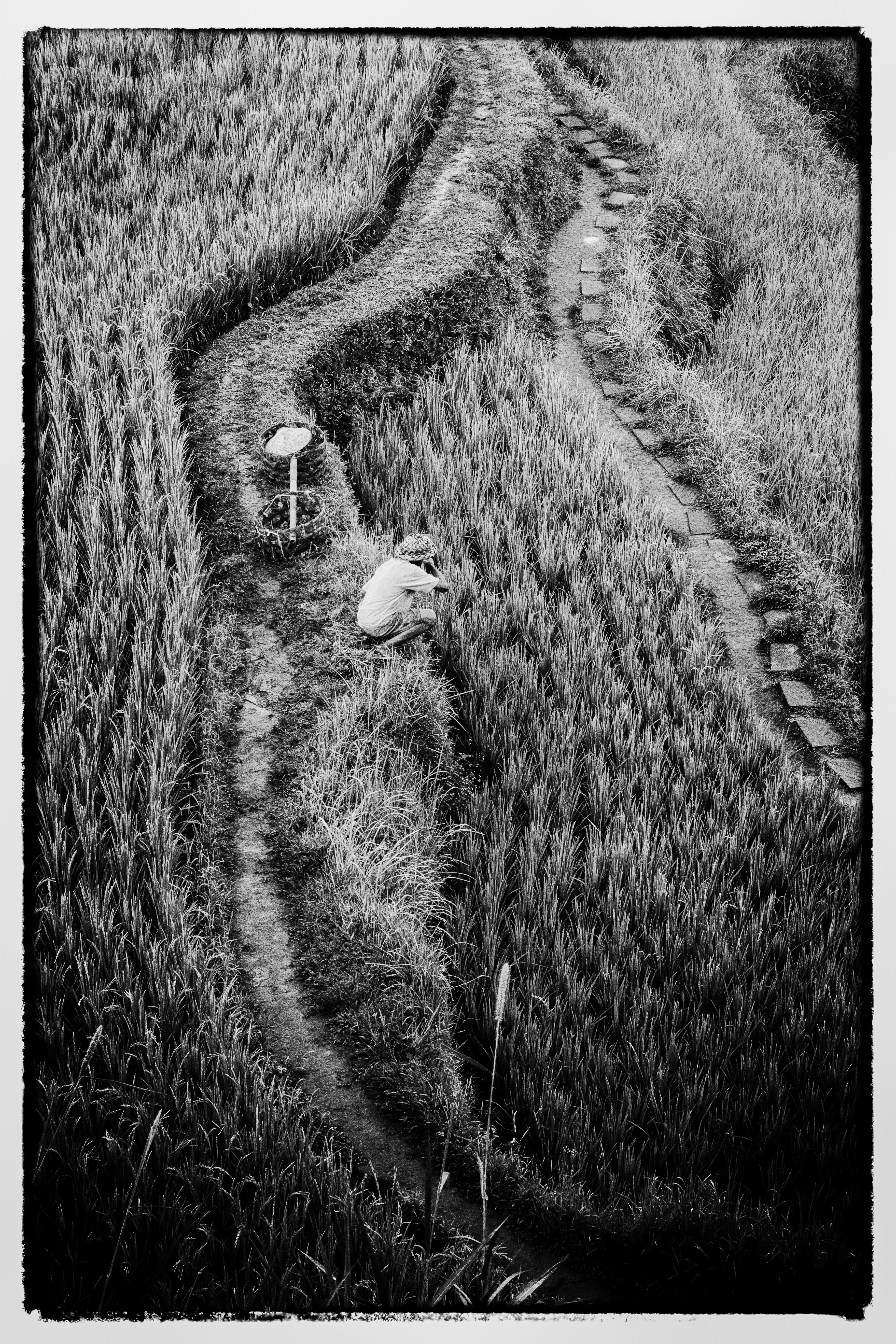 Grayscale photo of farmer photo – Free Grey Image on Unsplash