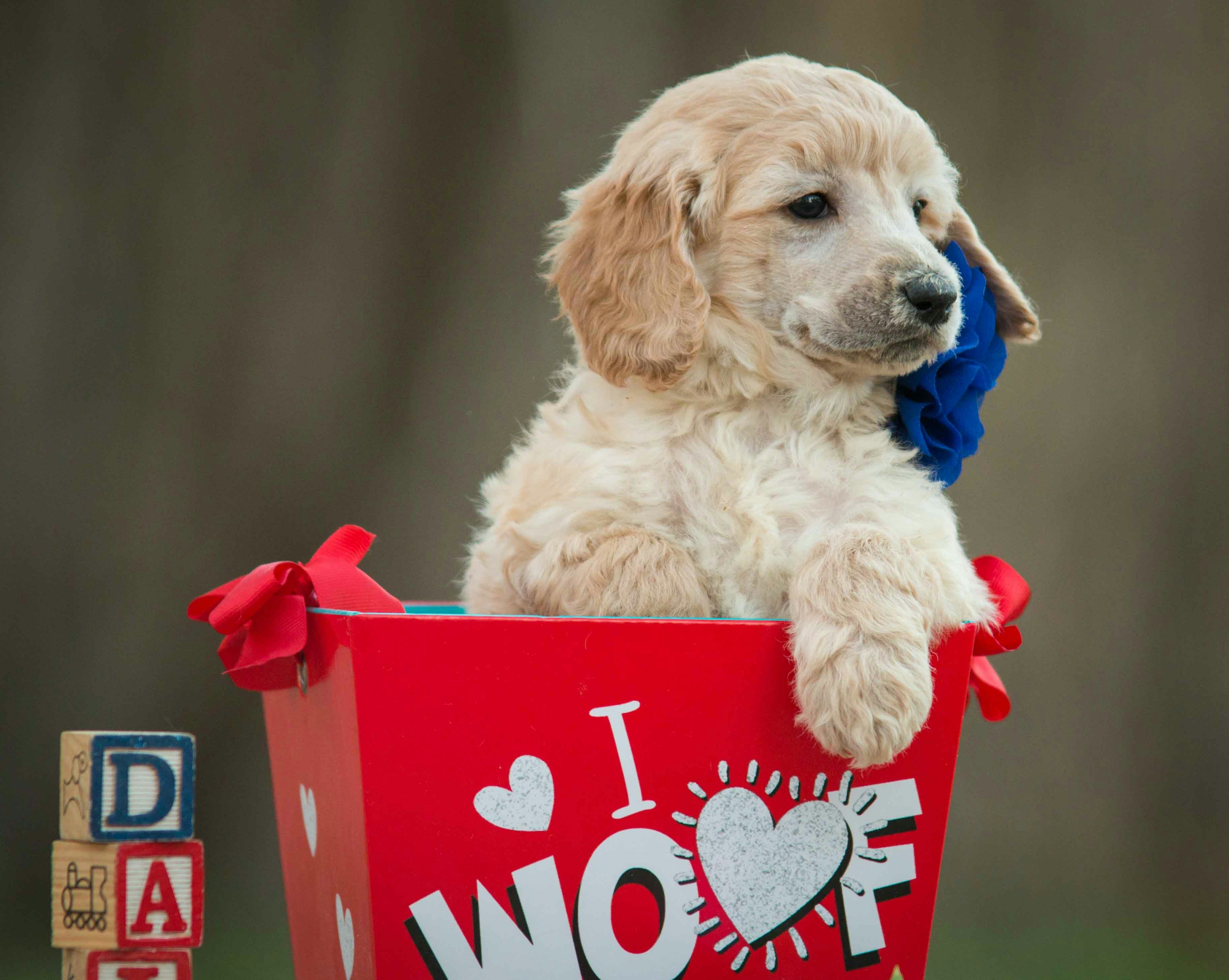 Golden Pup in a Red Woof Bucket: A Whimsical Portrait