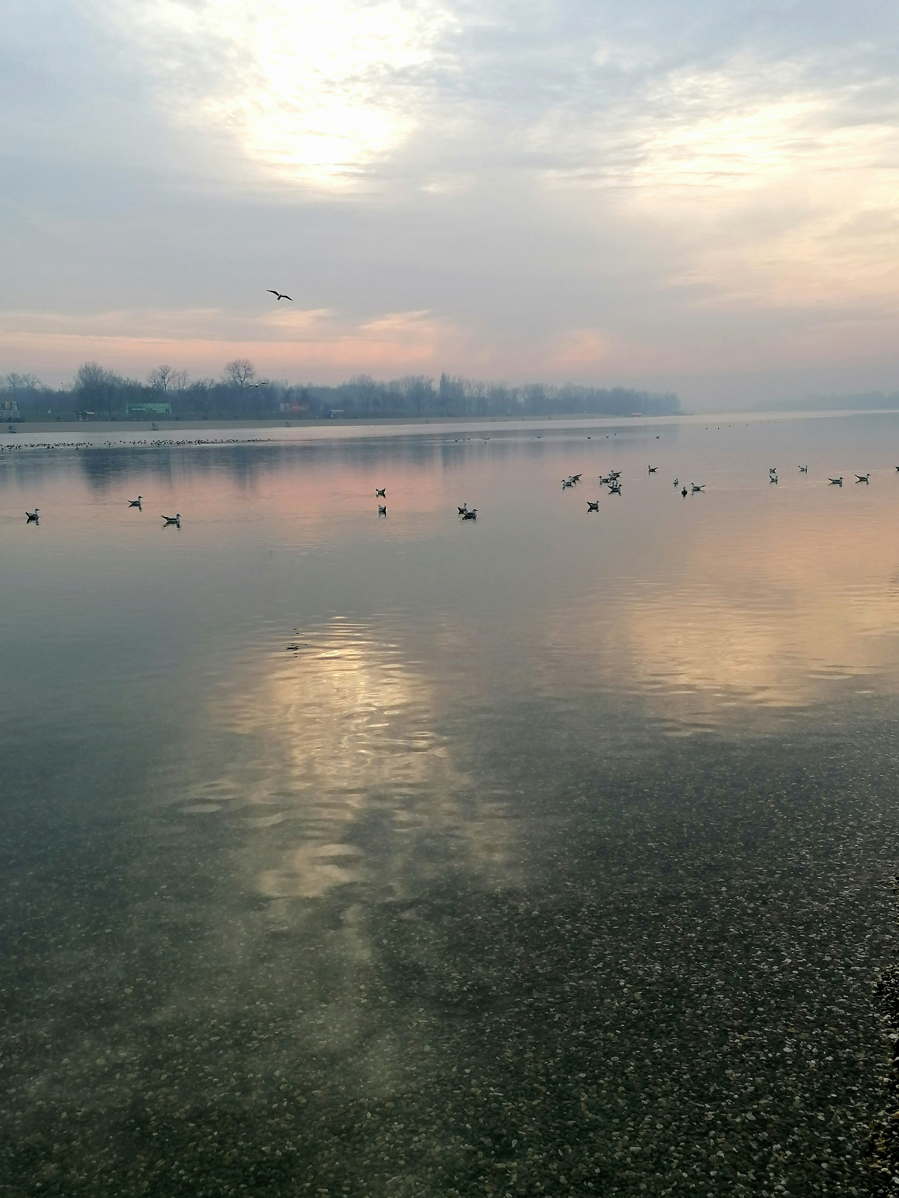 Serene lake at dawn with ducks gliding across the surface, reflecting soft pastel hues of the sky. The tranquil atmosphere invites contemplation.
