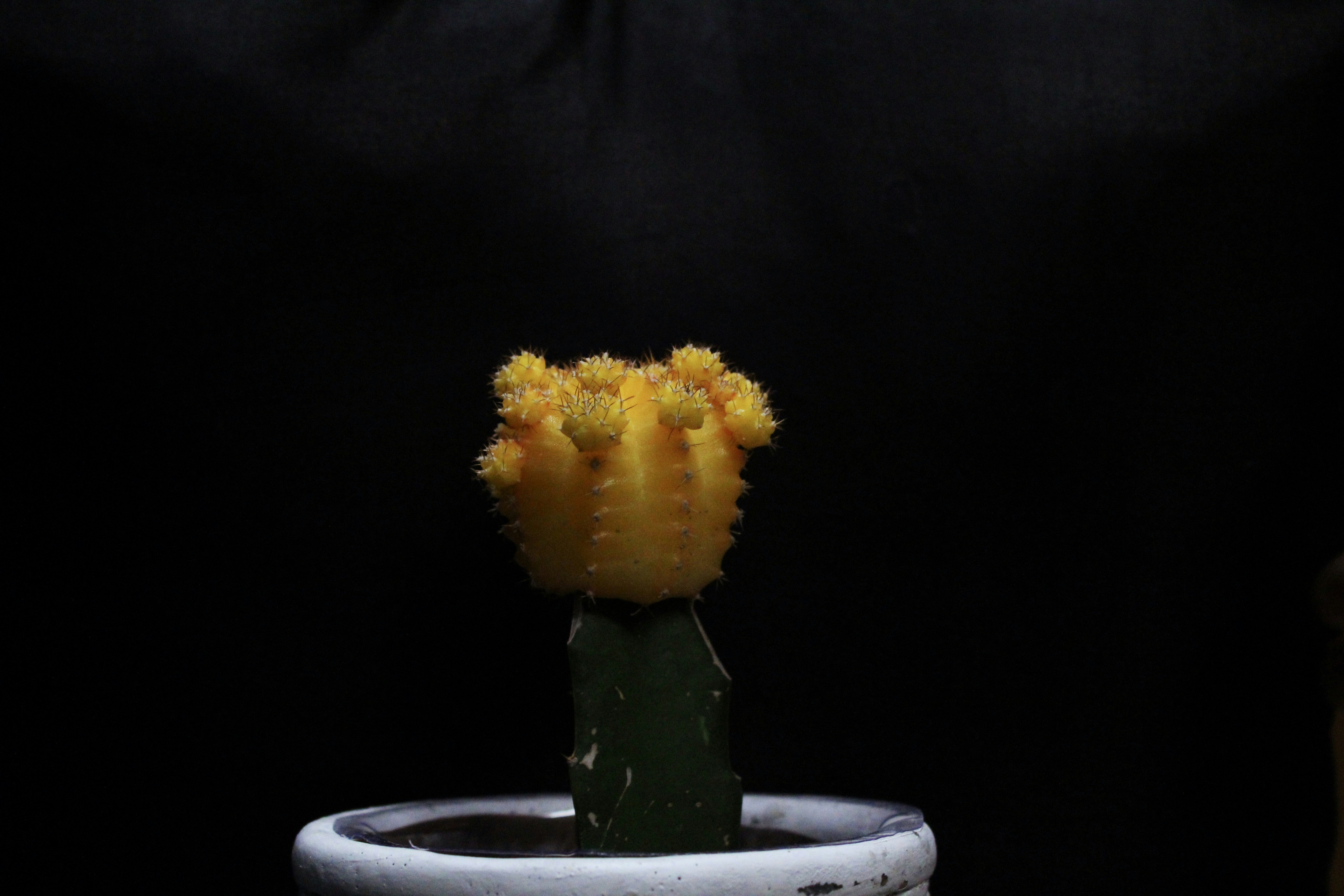 Bright yellow cactus flowers atop a green cactus, set against a dark background. The contrasting colors highlight the unique beauty of this succulent.