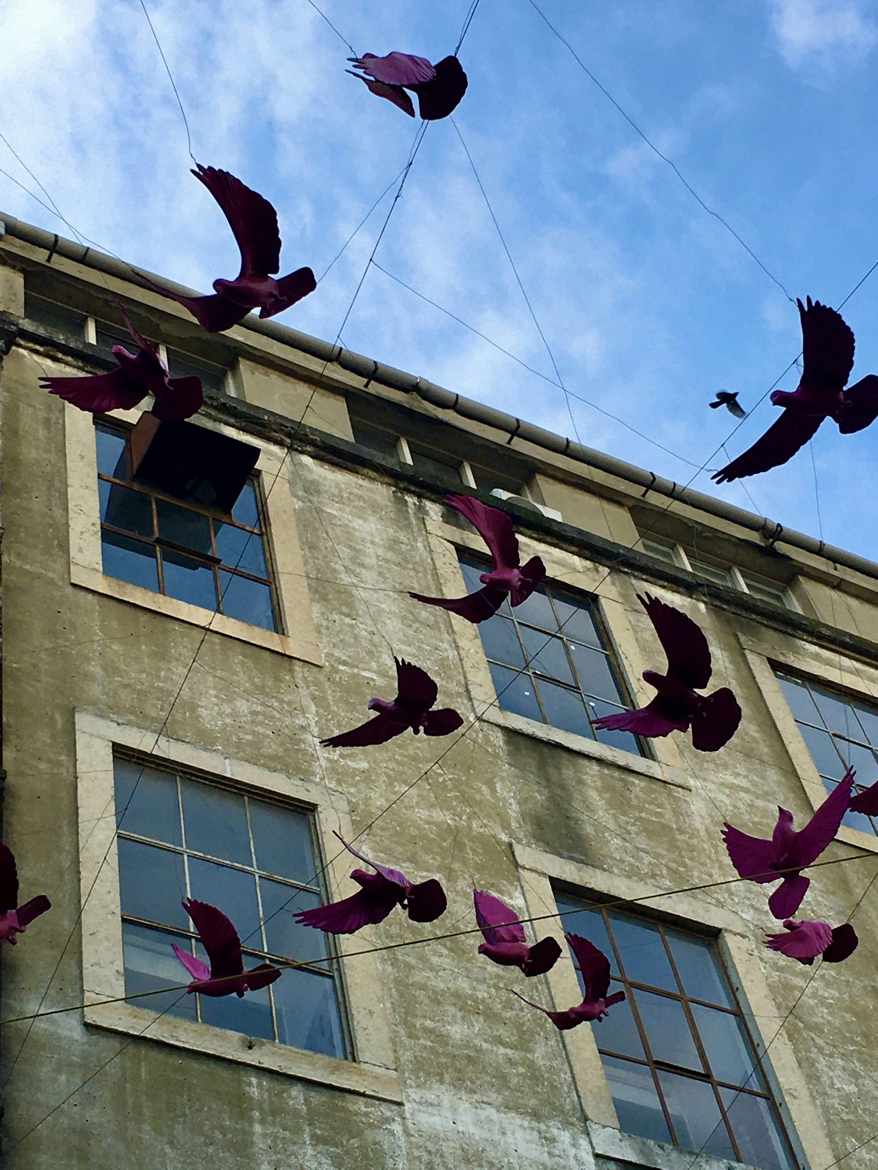 A whimsical installation of magenta birds suspended in mid-air, contrasting against a weathered building and blue sky.
