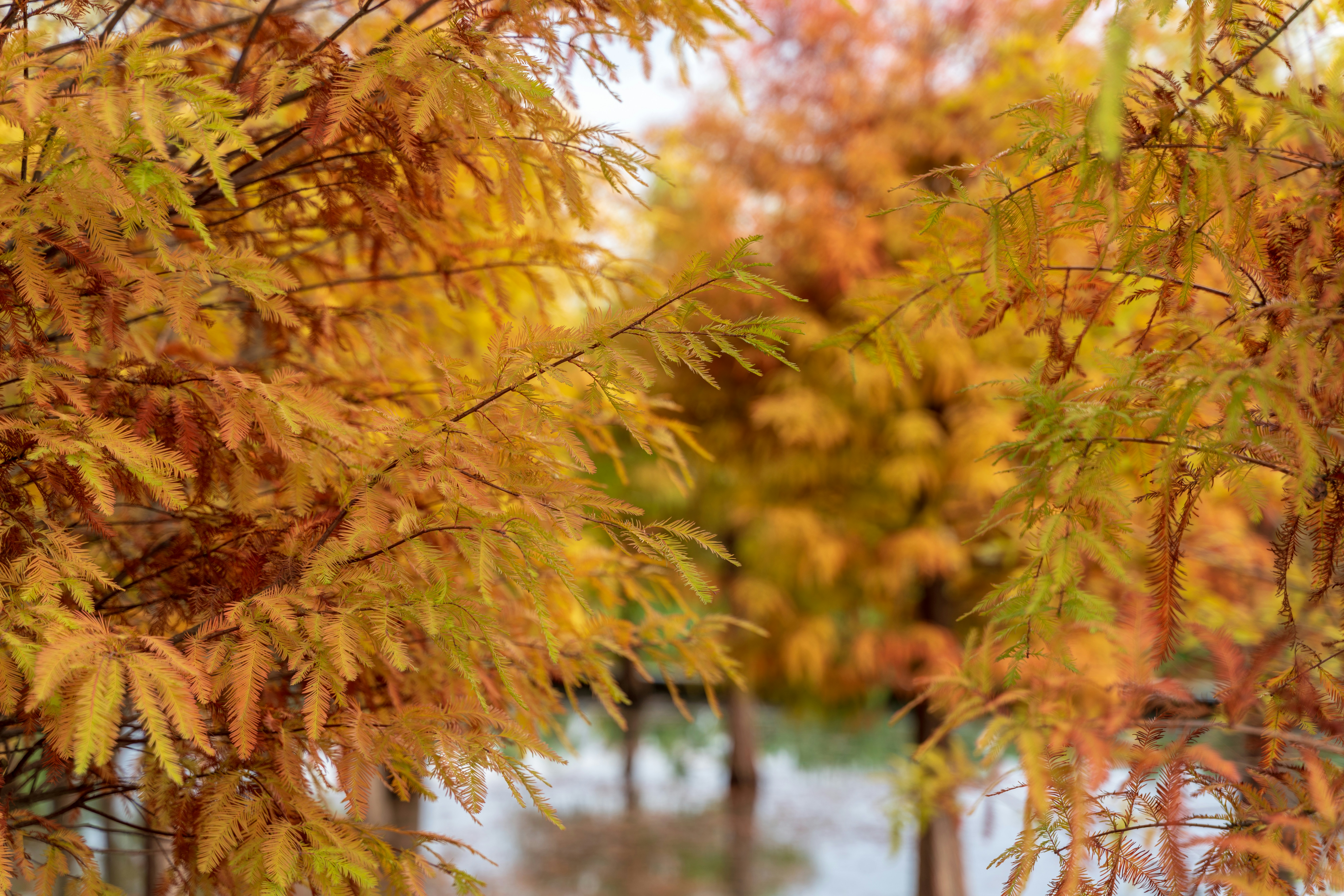 Golden Foliage Framing a Quiet Autumn Moment