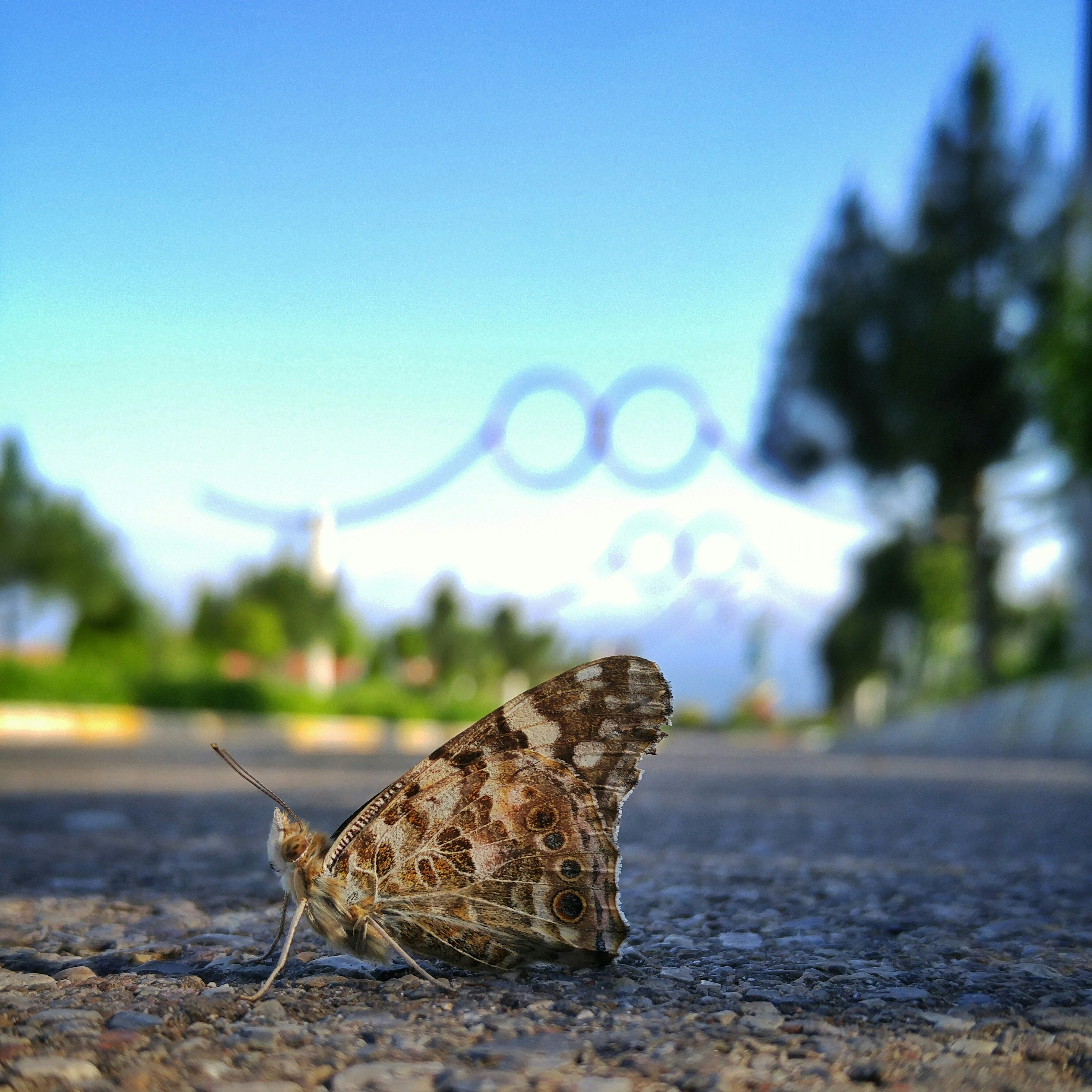 A butterfly rests on a paved surface, with a blurred background of trees and a distant arch. The scene captures the delicate beauty of nature amidst urban surroundings.