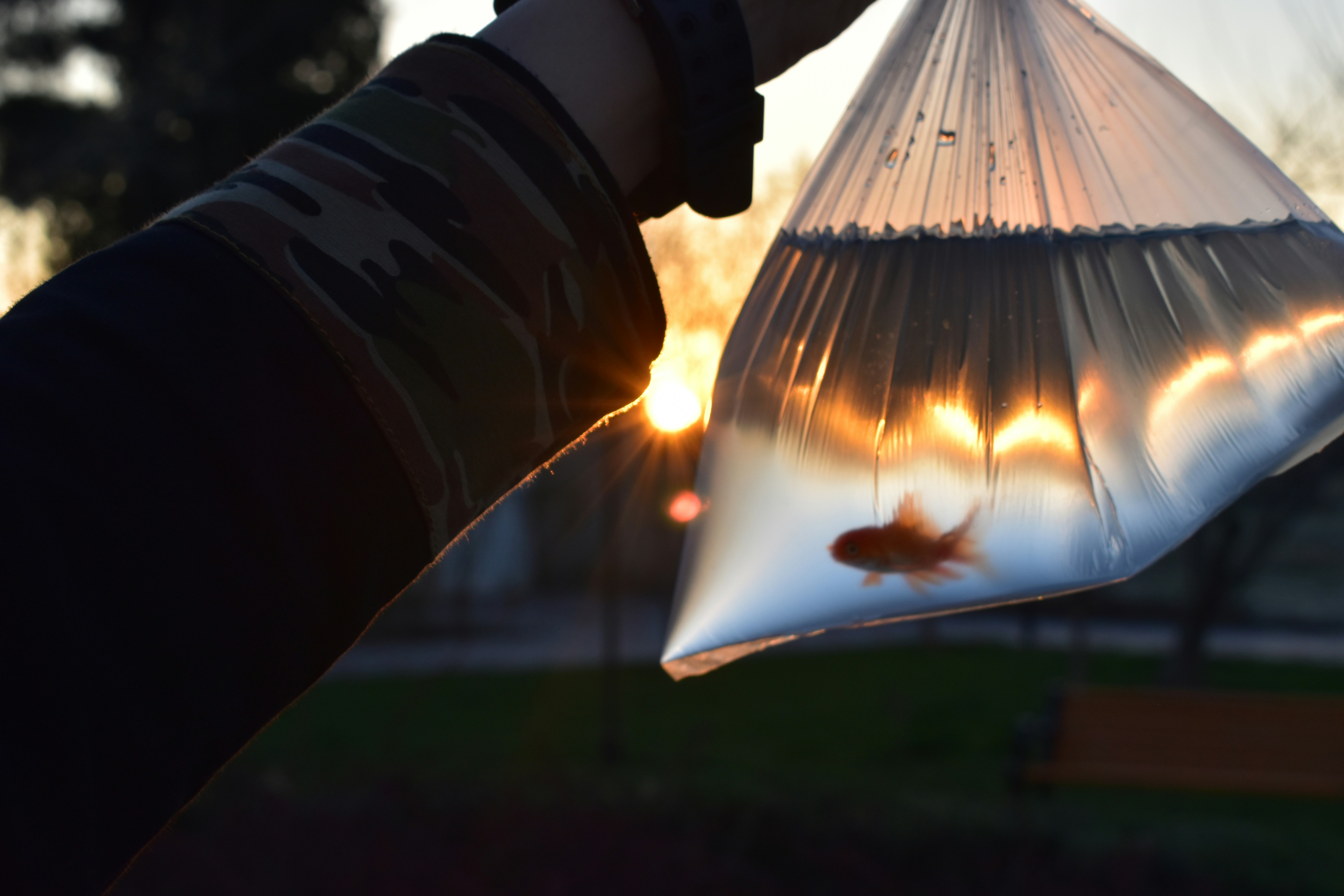 fish in sunset
hands