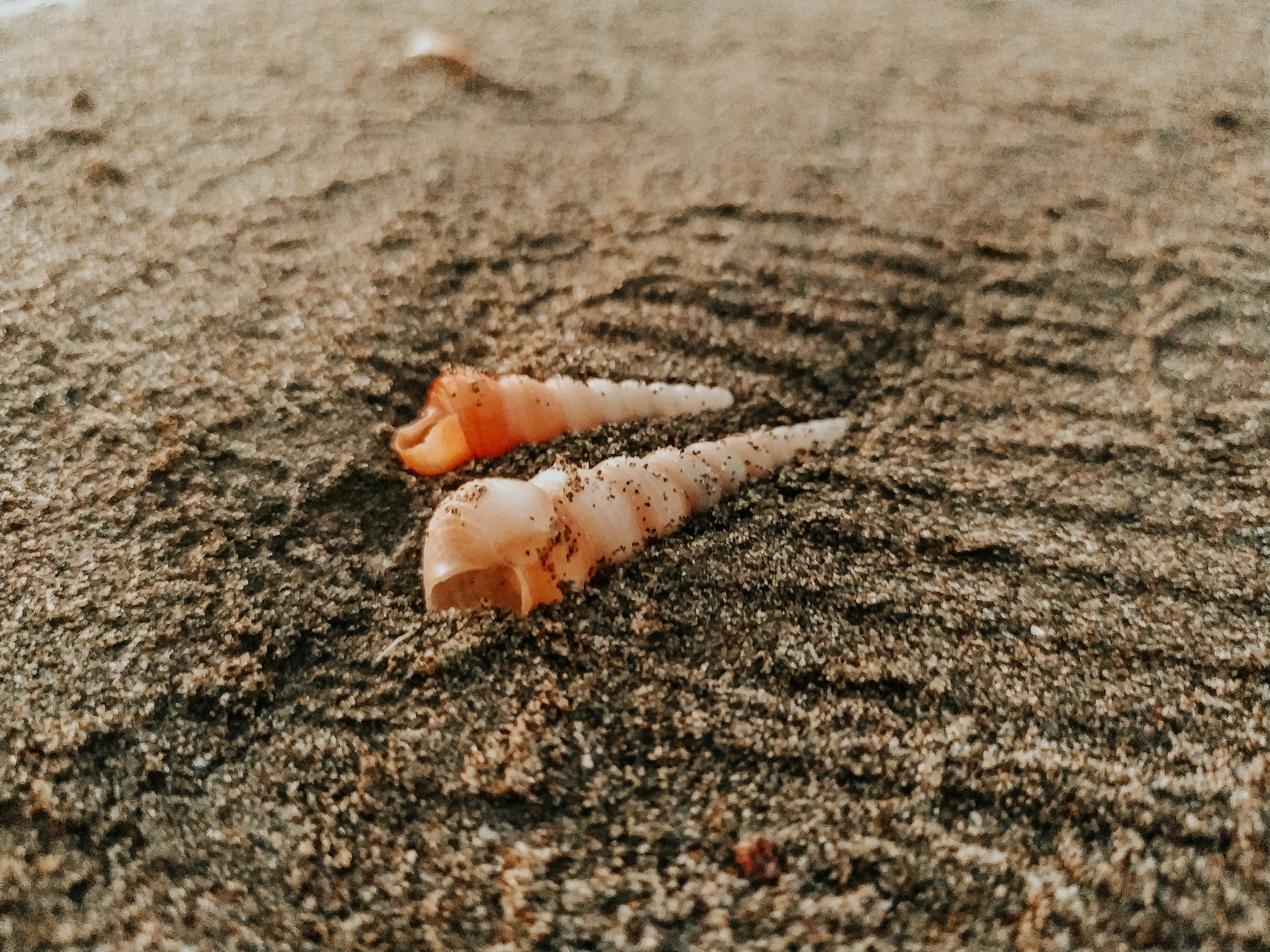 White and pink seashell on brown sand photo – Free Animal Image on Unsplash