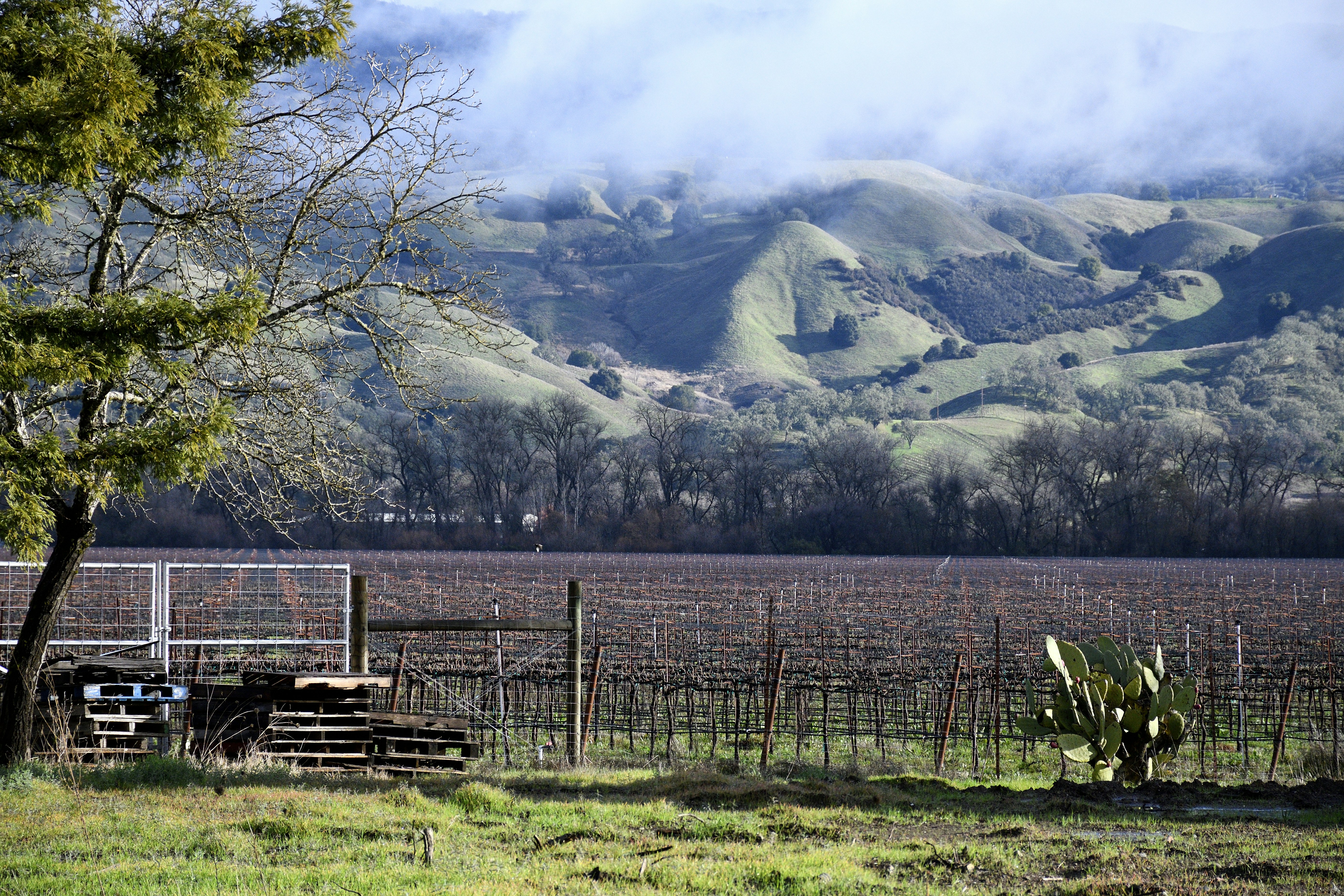 Whispers of the Vineyard: A Serene Landscape