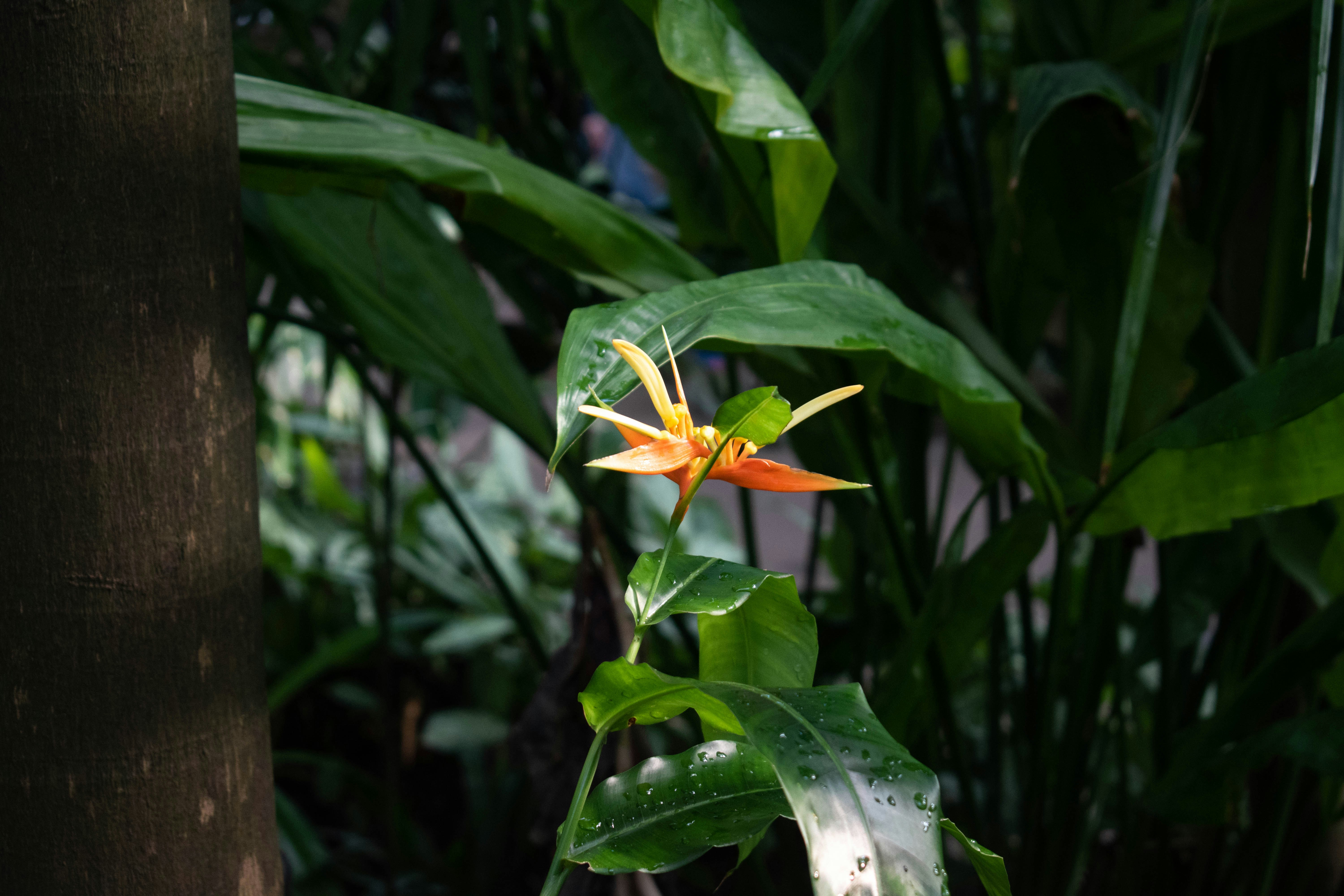 Sunlit Heliconia Spike Peeking Through Dense Foliage
