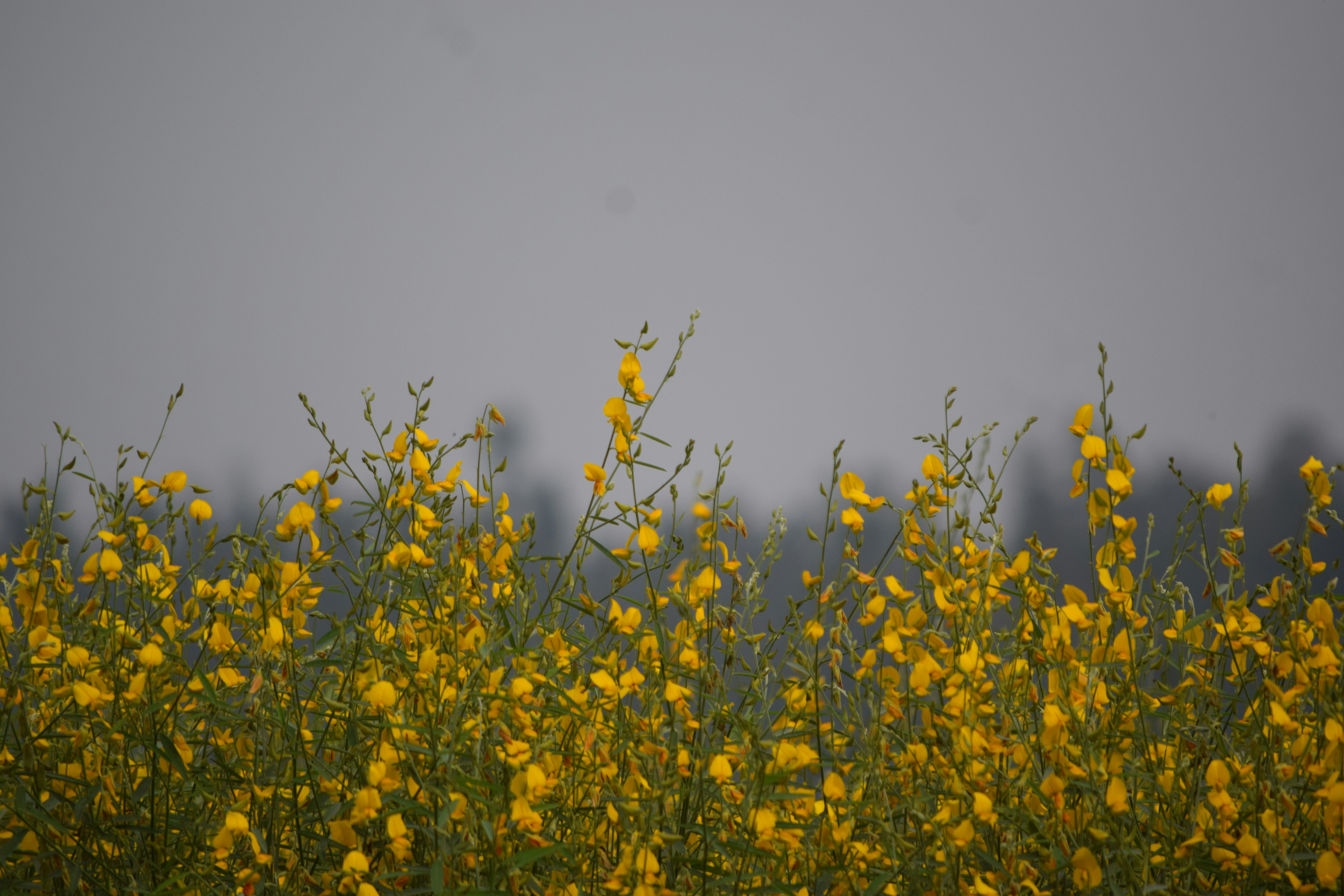 Golden Canola Rows Beneath a Quiet, Overcast Sky