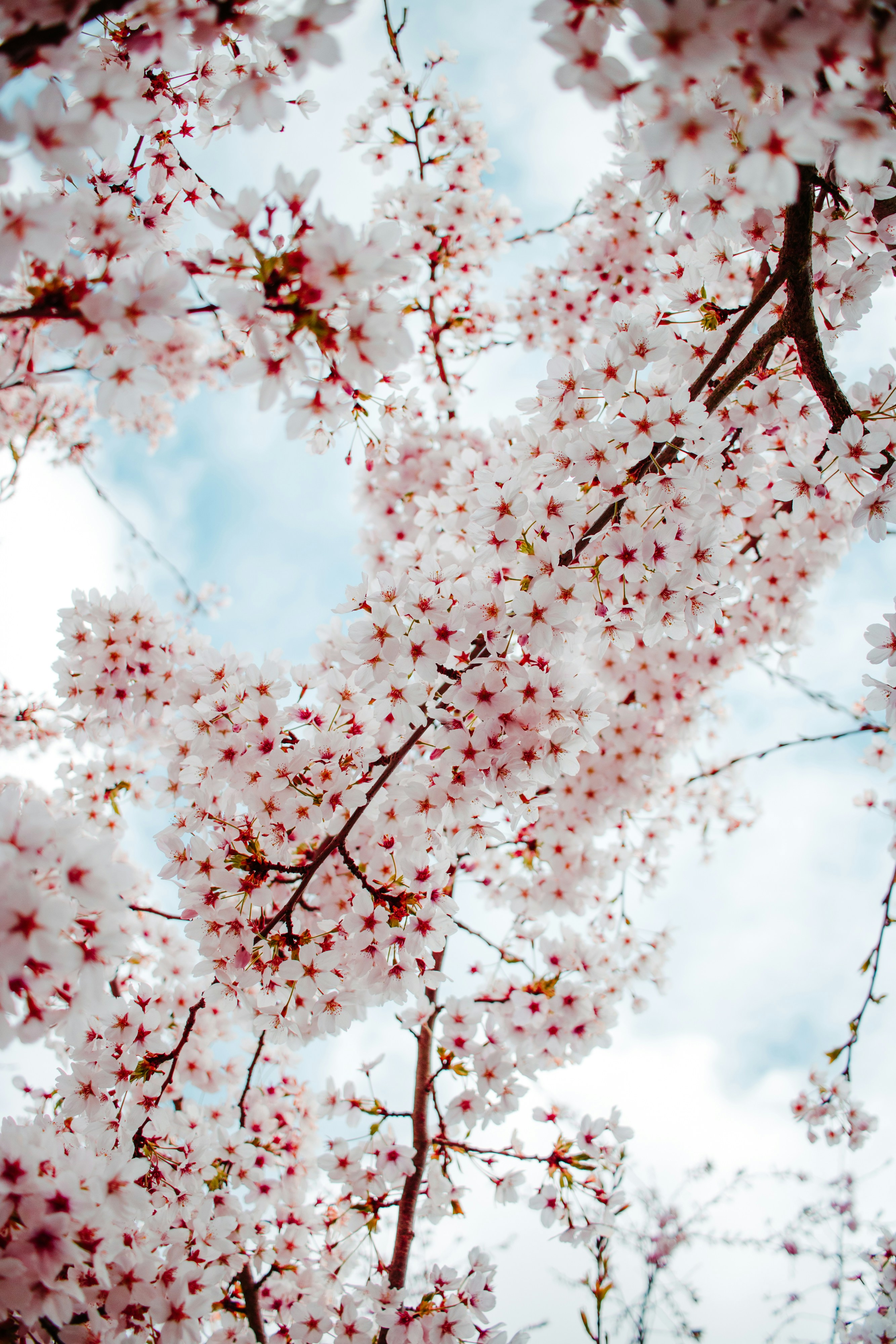 Pink cherry blossom tree under white clouds and blue sky during daytime ...