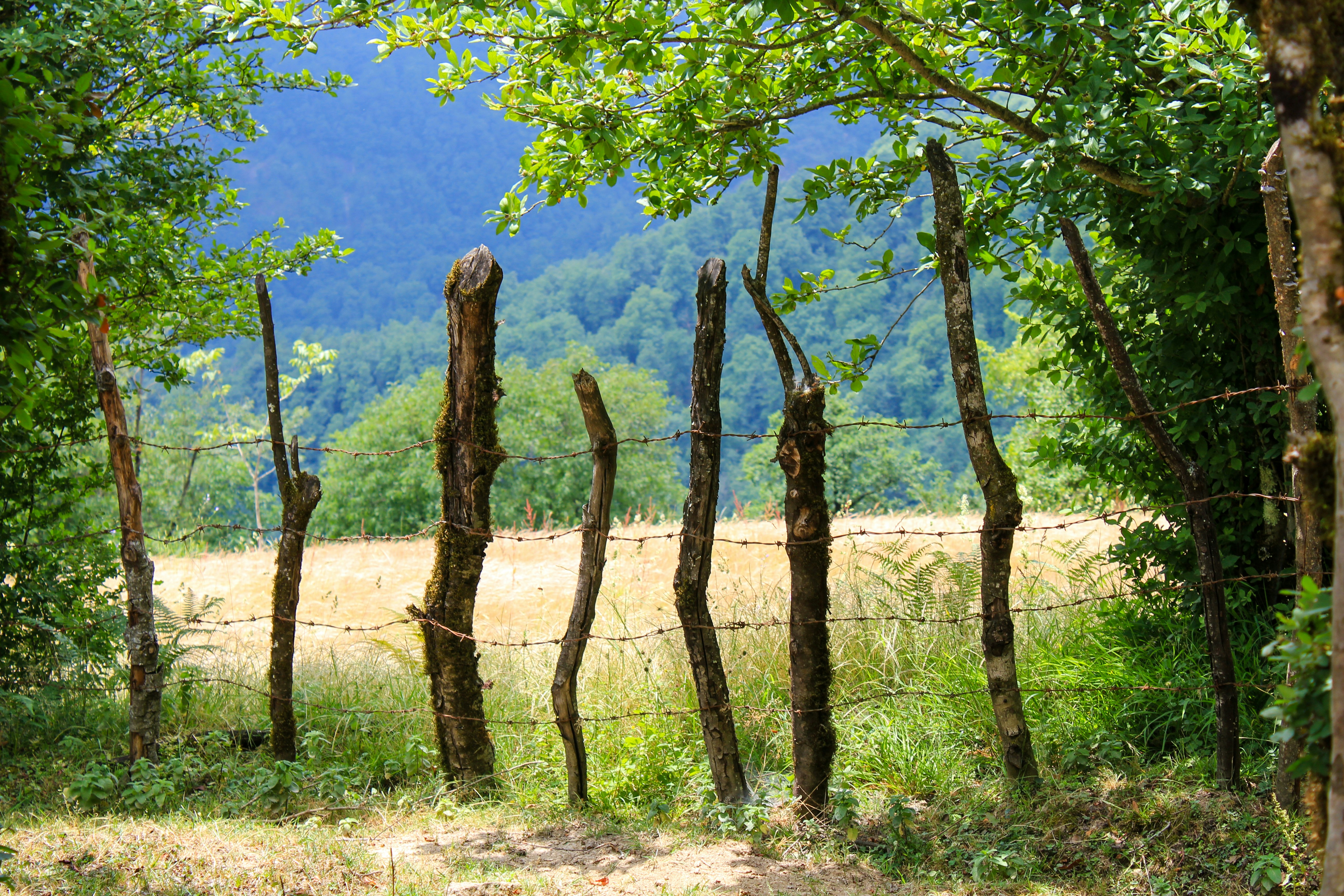 Fence In The Forest