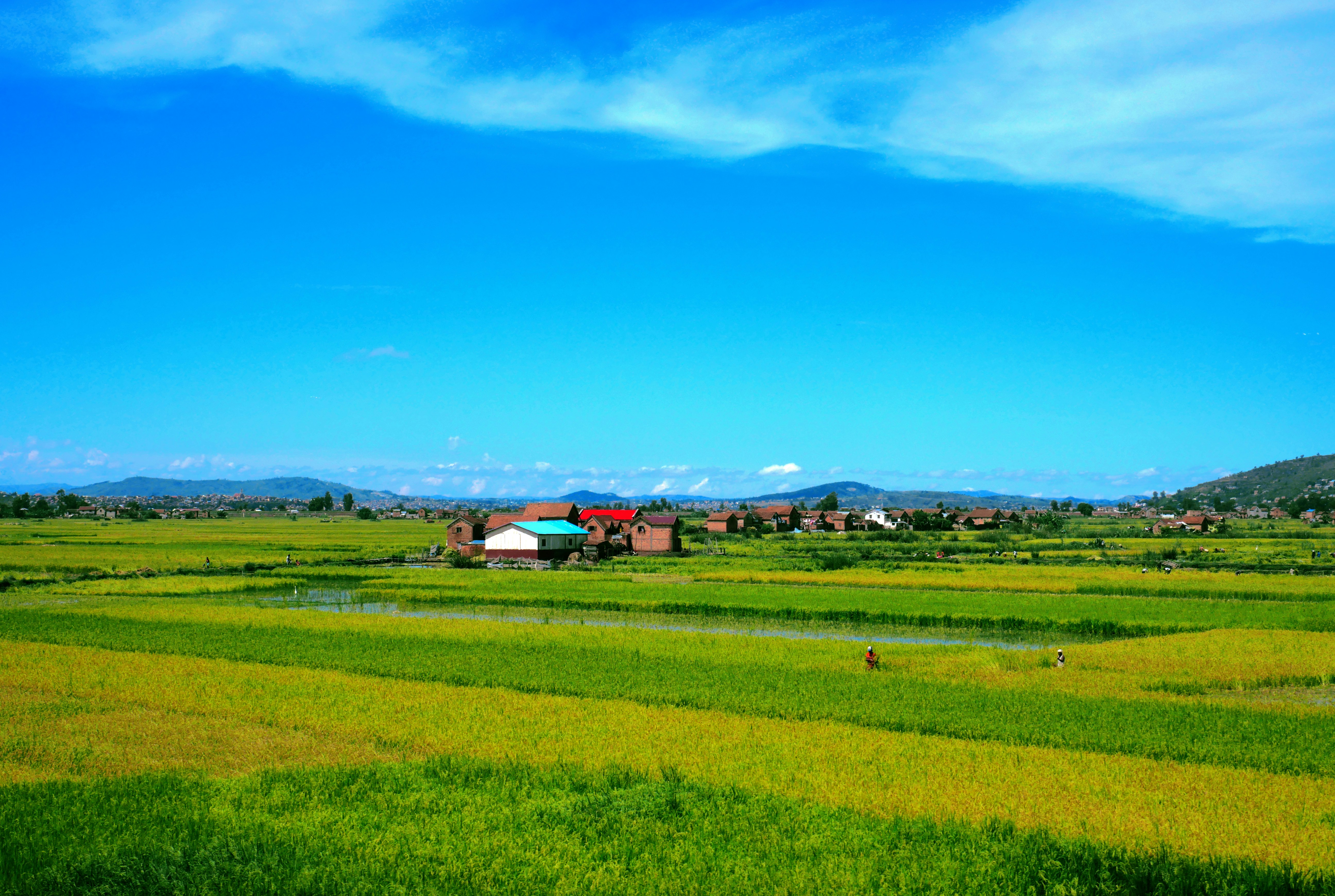 Lush green rice fields stretch across the landscape, punctuated by a cluster of vibrant houses under a clear blue sky. Two figures tend to the fields.