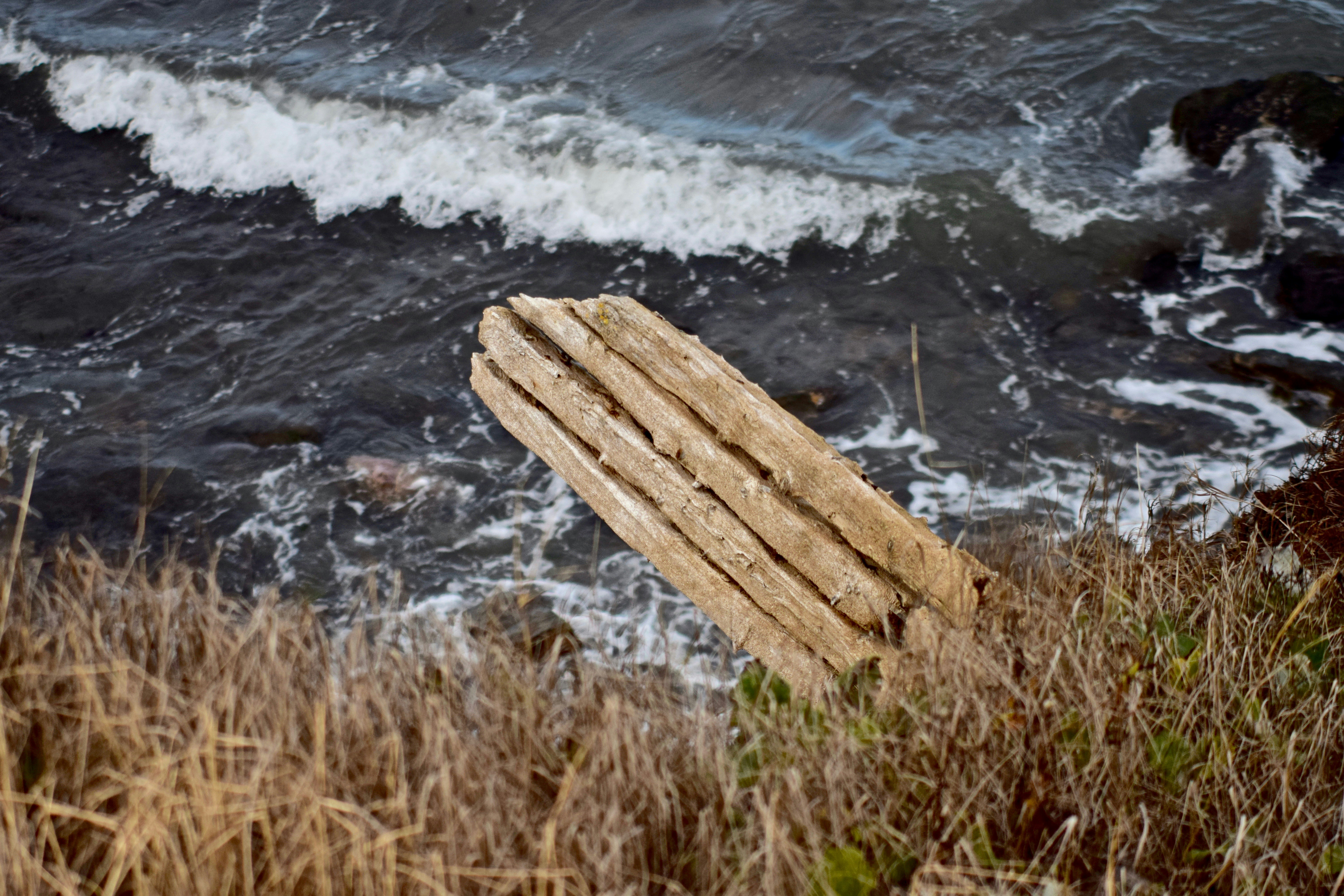 Diagonal Driftwood Reaches Toward the Sea Along Wind-Bent Coastal Grass