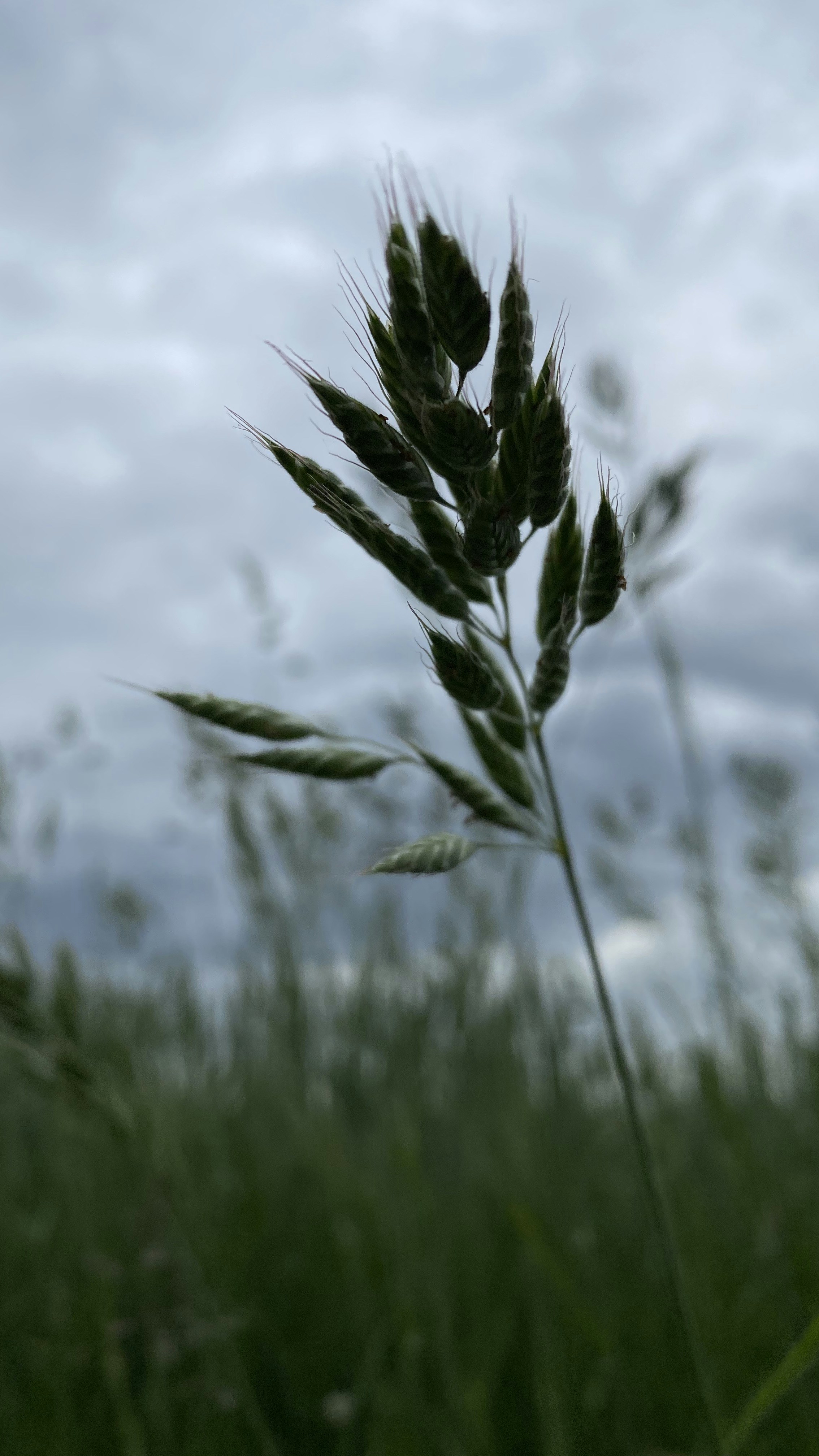 Close-up of a grass spike swaying gently against a cloudy sky backdrop. The focus highlights the intricate details of the plant's structure.
