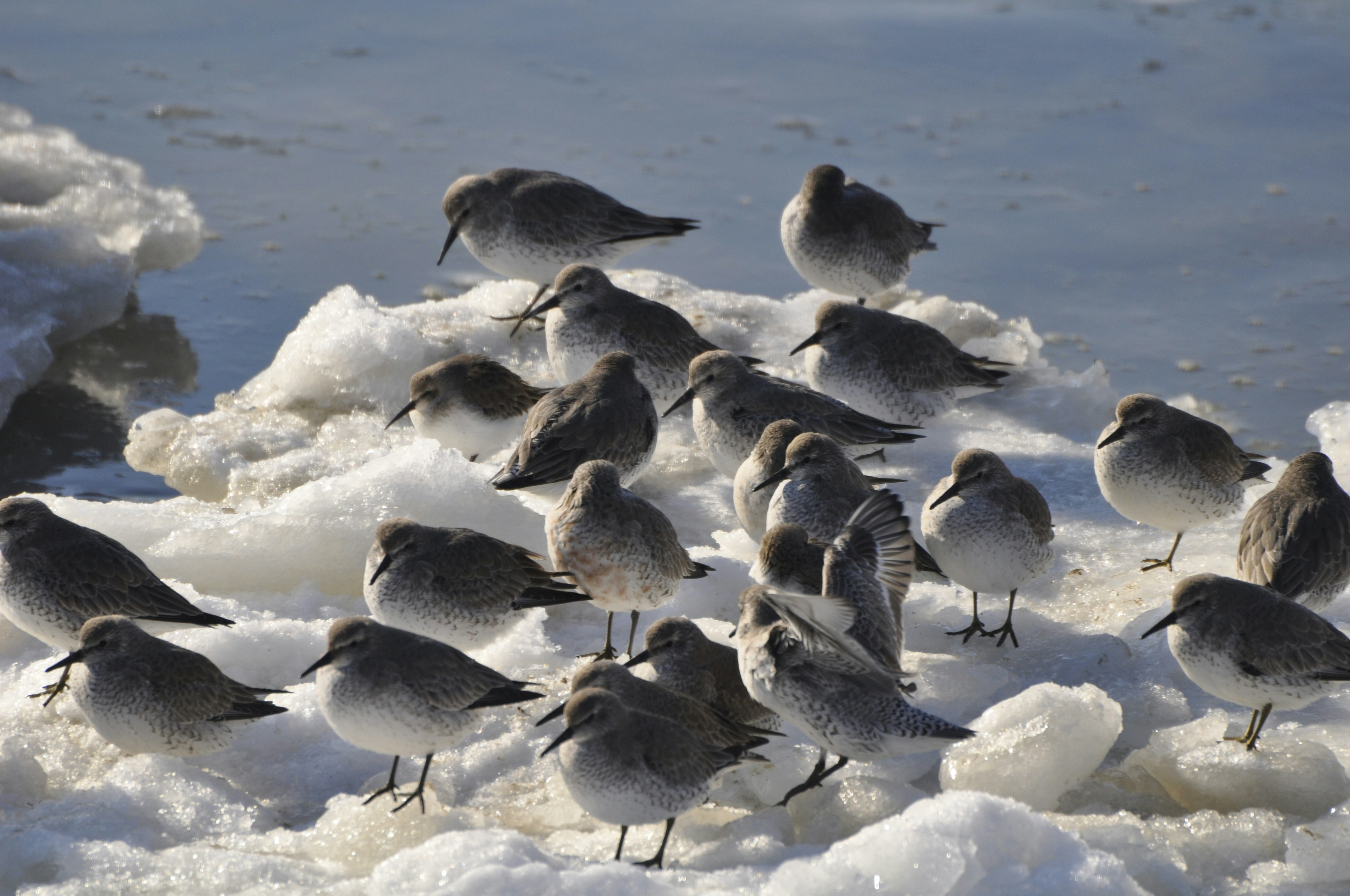 white and black birds on shore during daytime
