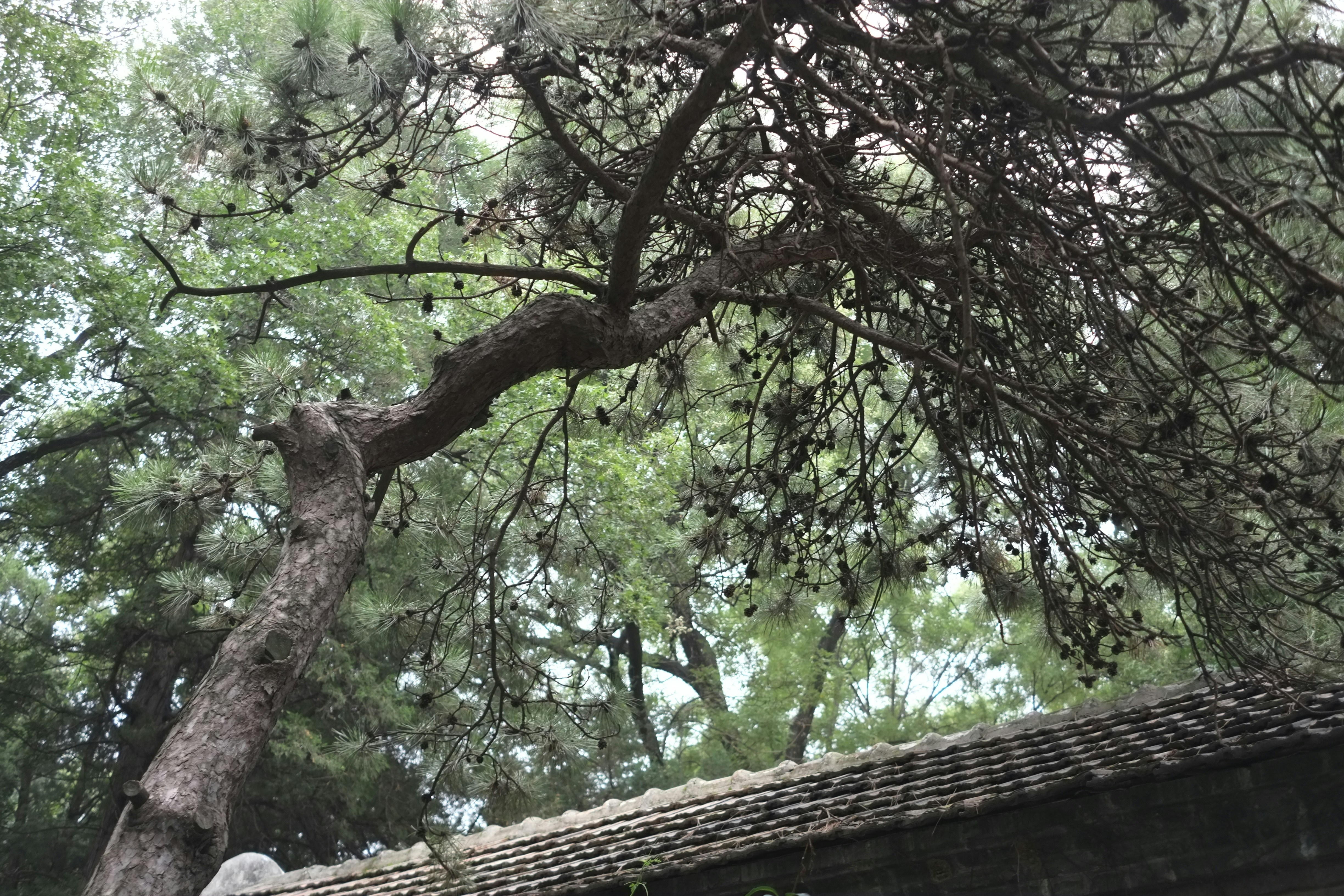Gnarled Trunk Framing a Verdant Canopy Over a Quiet Tile Roof
