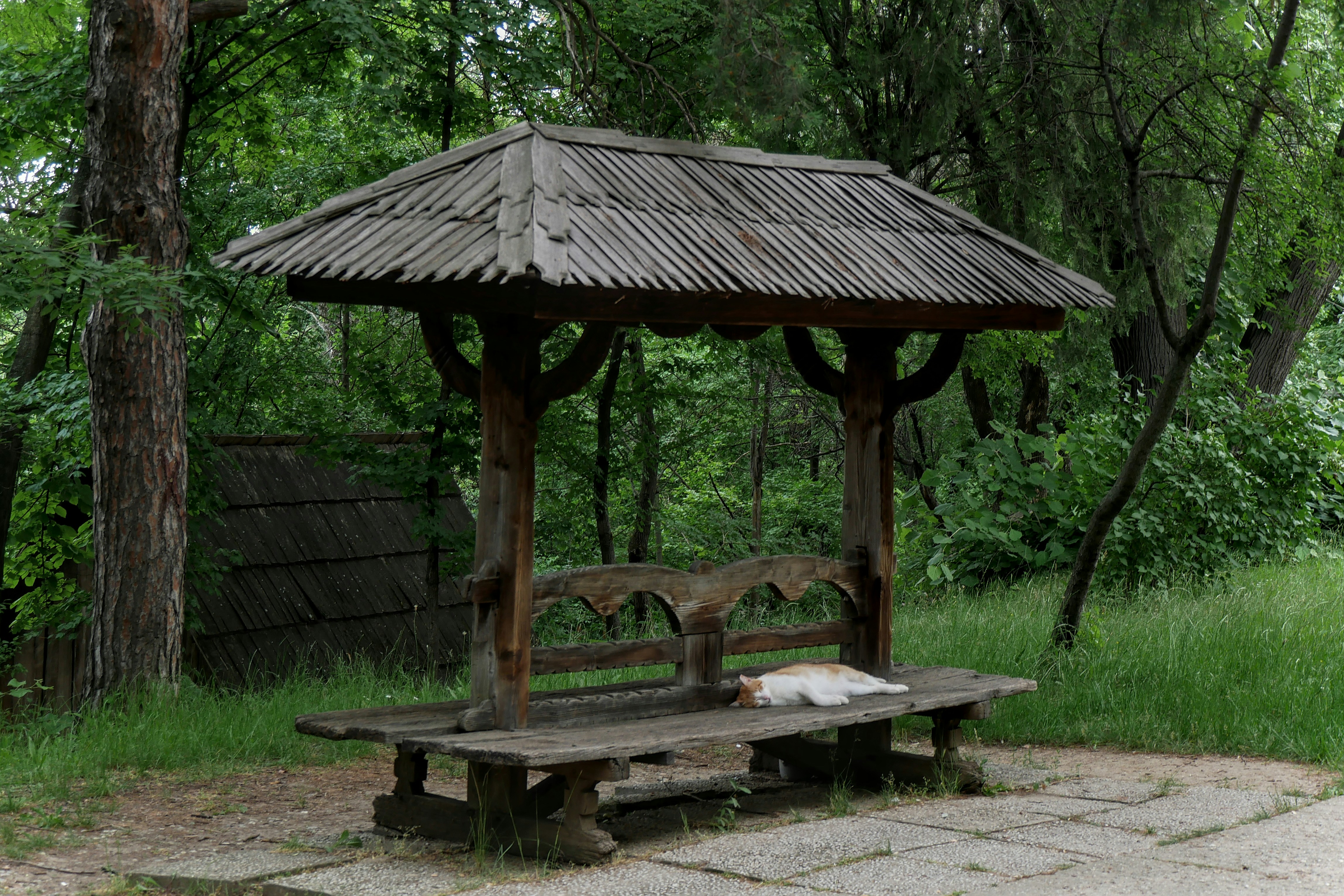 Wooden Park Shelter with a Sleeping Cat on a Benchtop