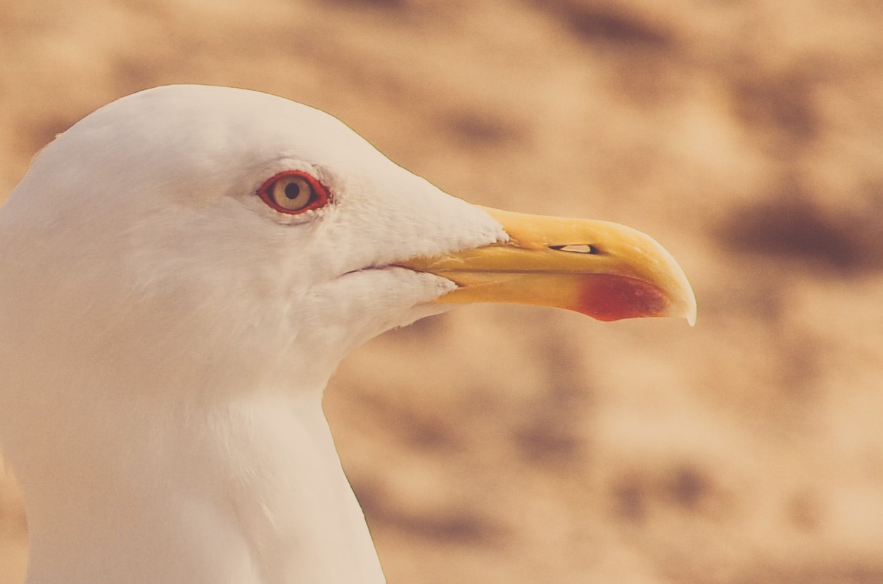 Gull's vigilant gaze: a close-up study against sunlit shoreline