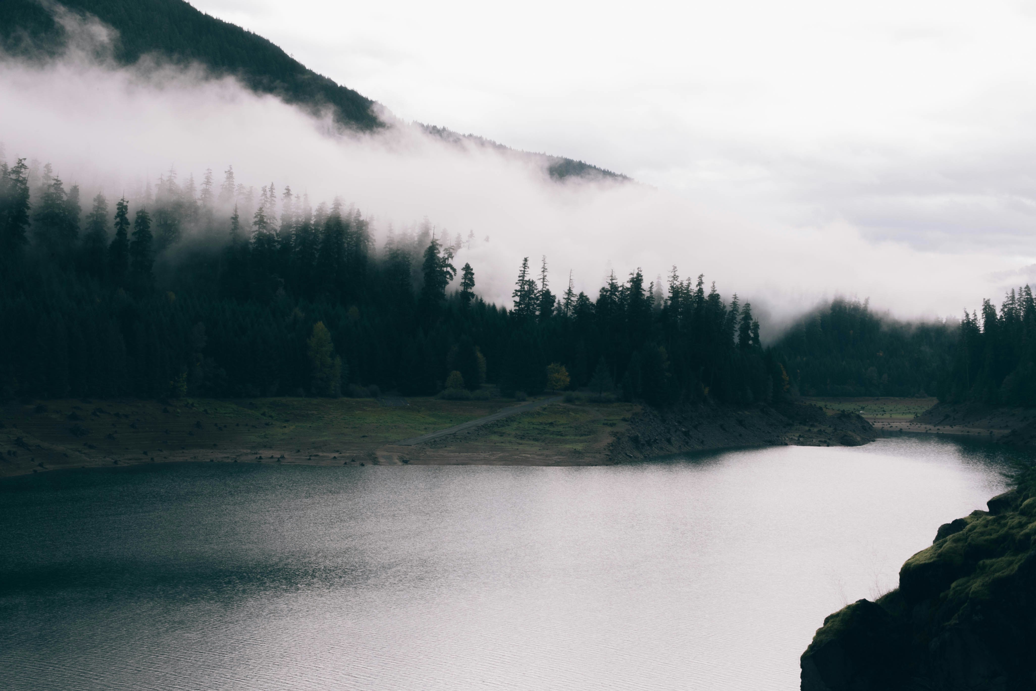 Misty Trees w Lake | 11 best free misty, lake, tree and wallpaper ...